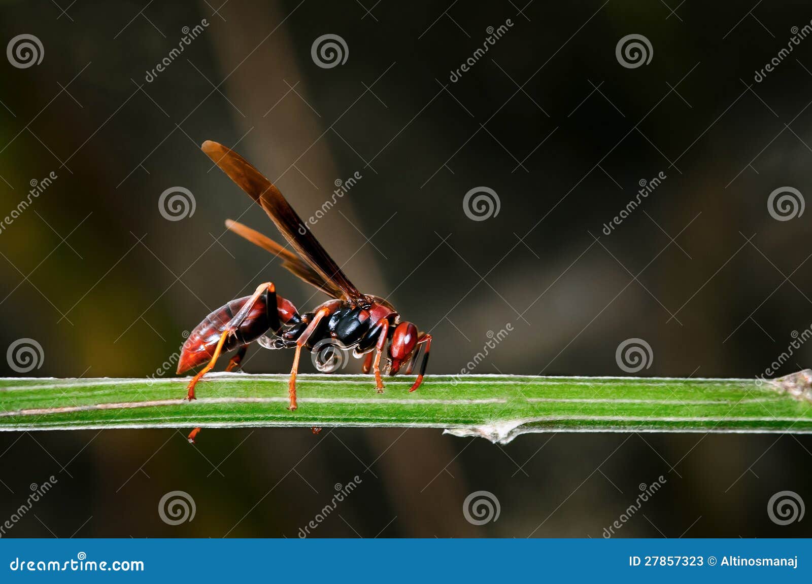 Red Hornet Wasp stock image. Image of black, venomous - 27857323