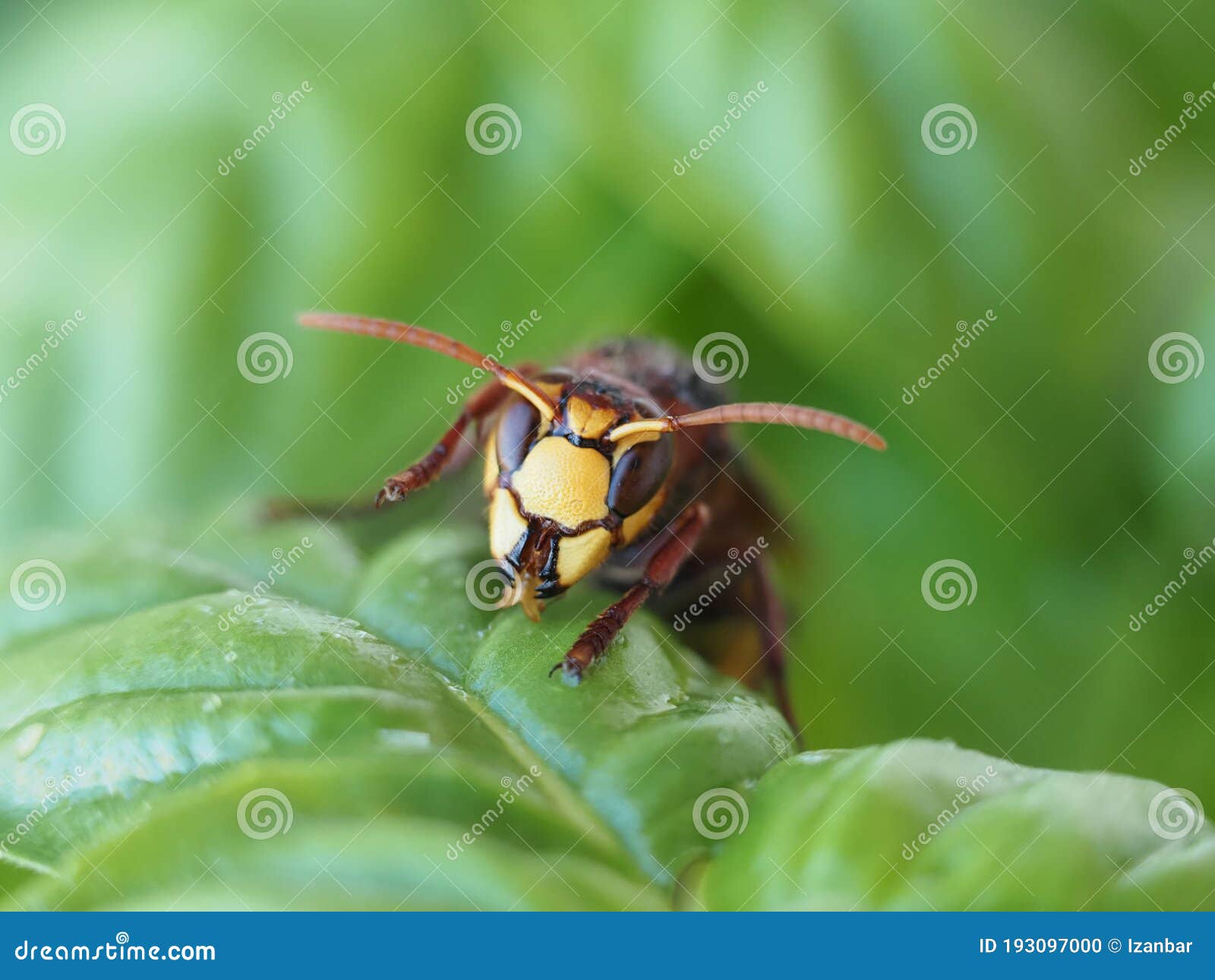 Red Hornet Wasp on Green Leaf Stock Photo - Image of closeup, green ...