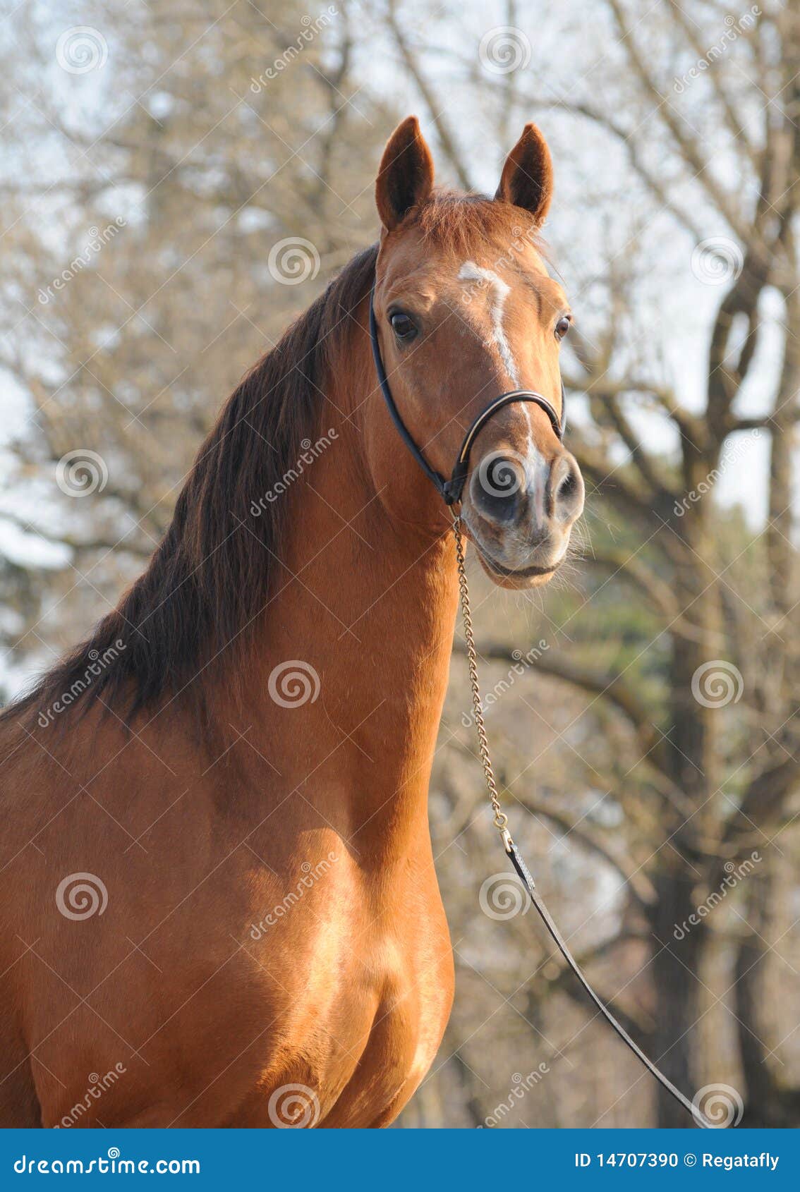 Red horse stock photo. Image of mammal, background, beautiful - 14707390