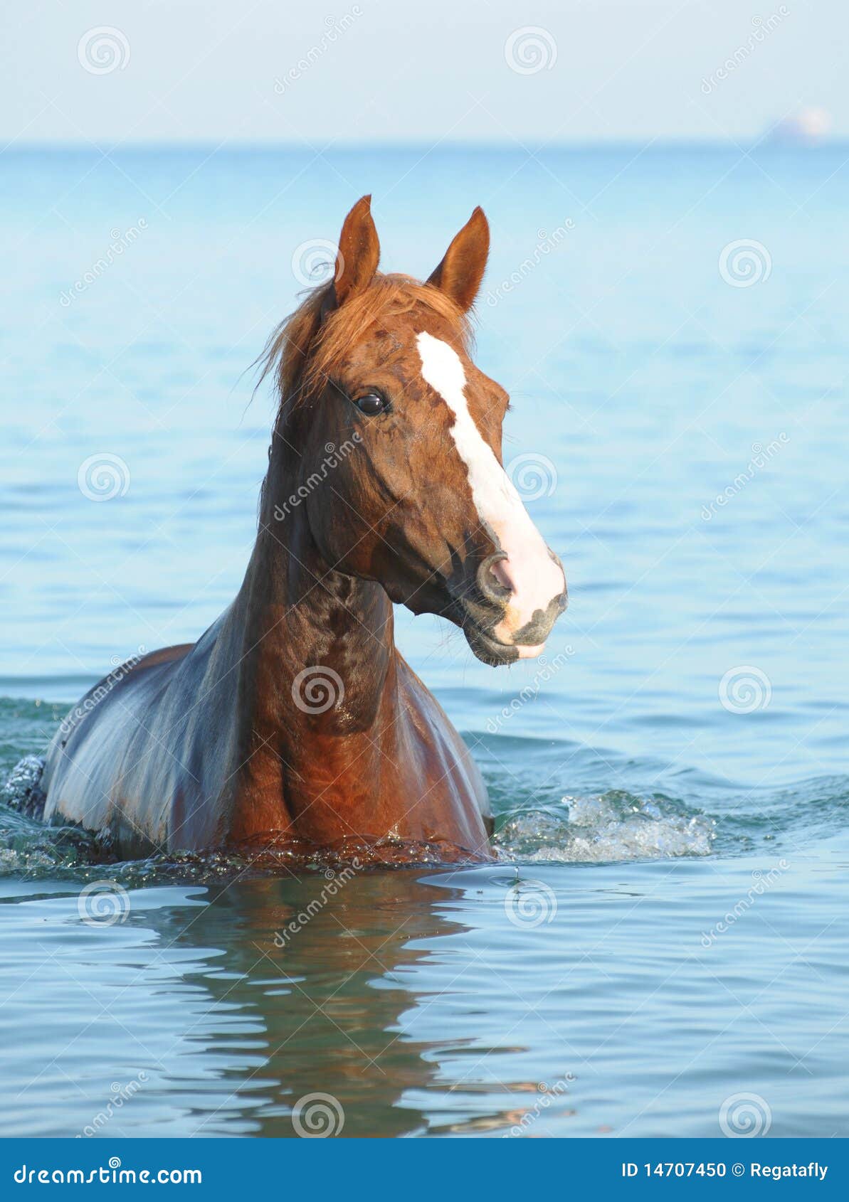 Red horse stock photo. Image of landscape, animal, reflection - 14707450
