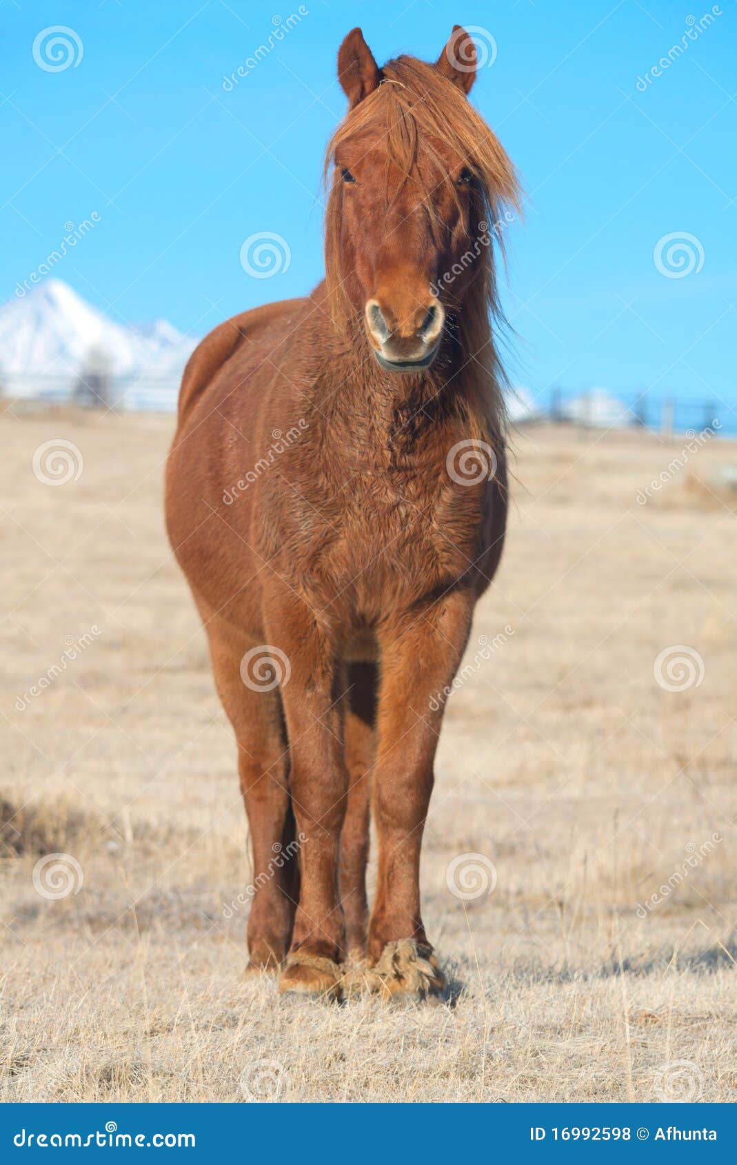 Red horse stock photo. Image of stallion, field, ranch - 16992598