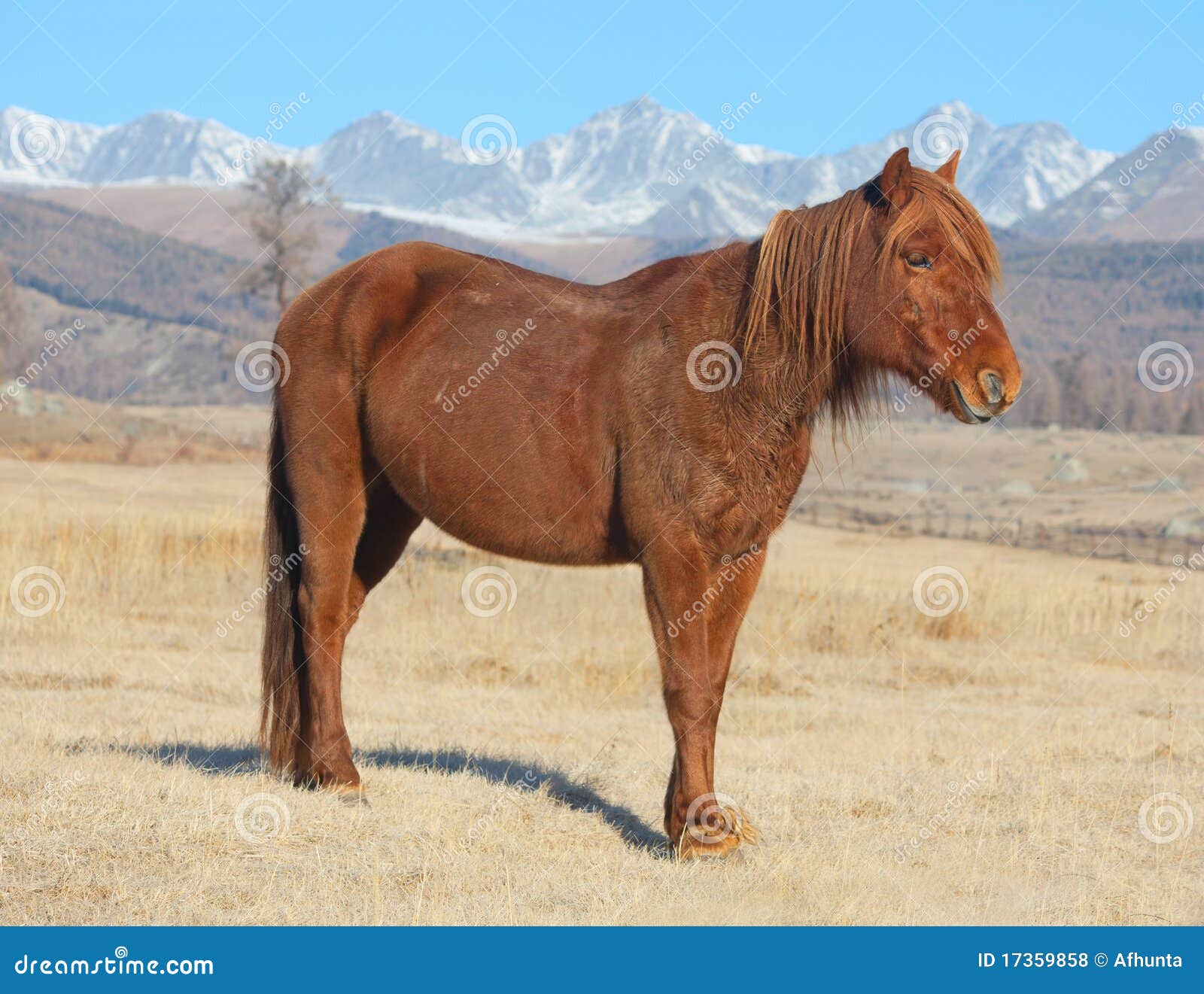 Red horse stock photo. Image of chestnut, rough, rural - 17359858