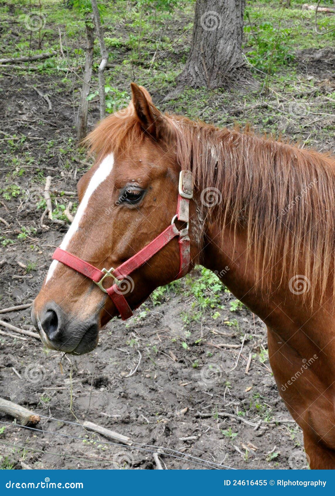 Red Horse stock image. Image of stripe, white, animal - 24616455