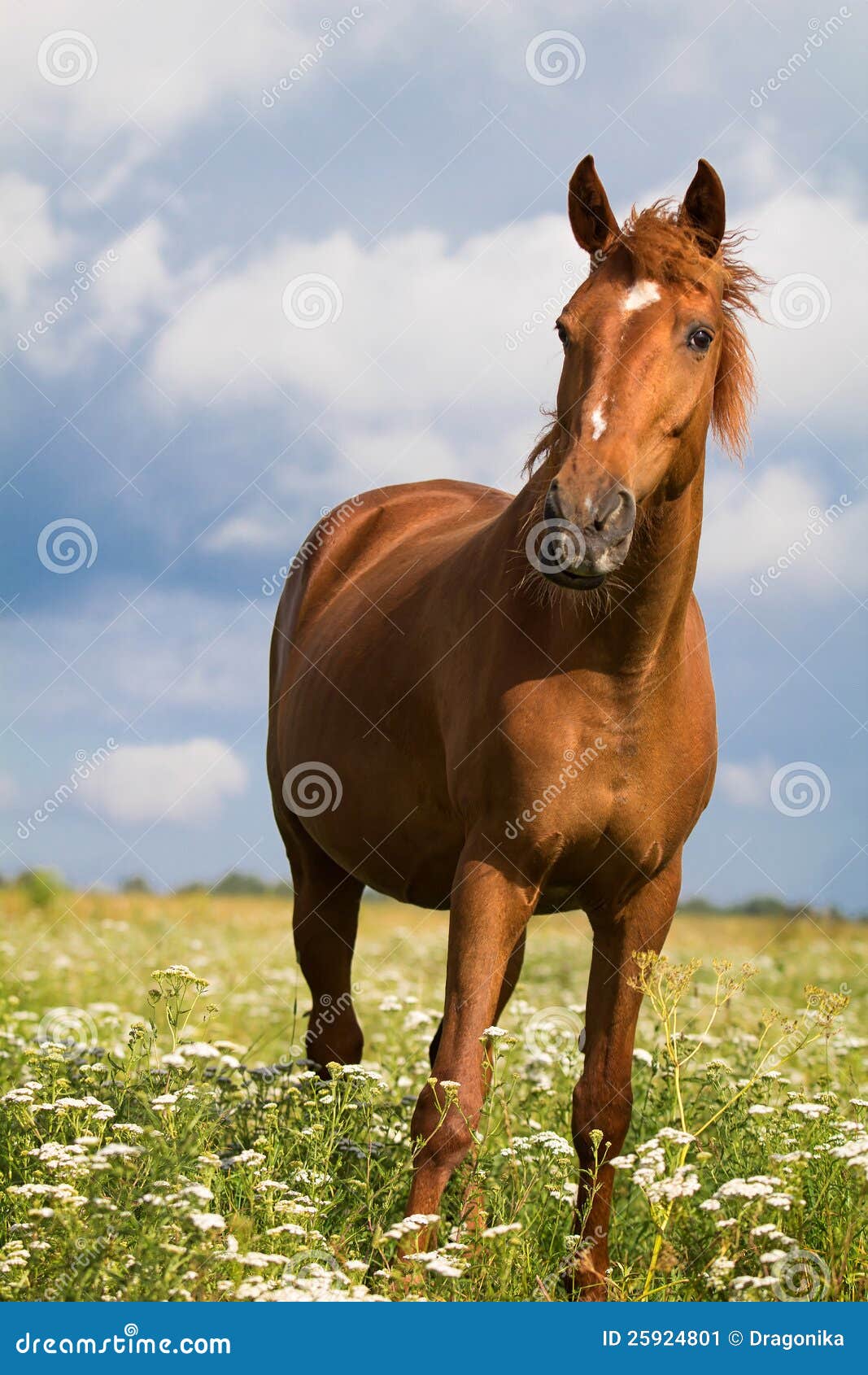 Red horse stock image. Image of stallion, field, summer - 25924801