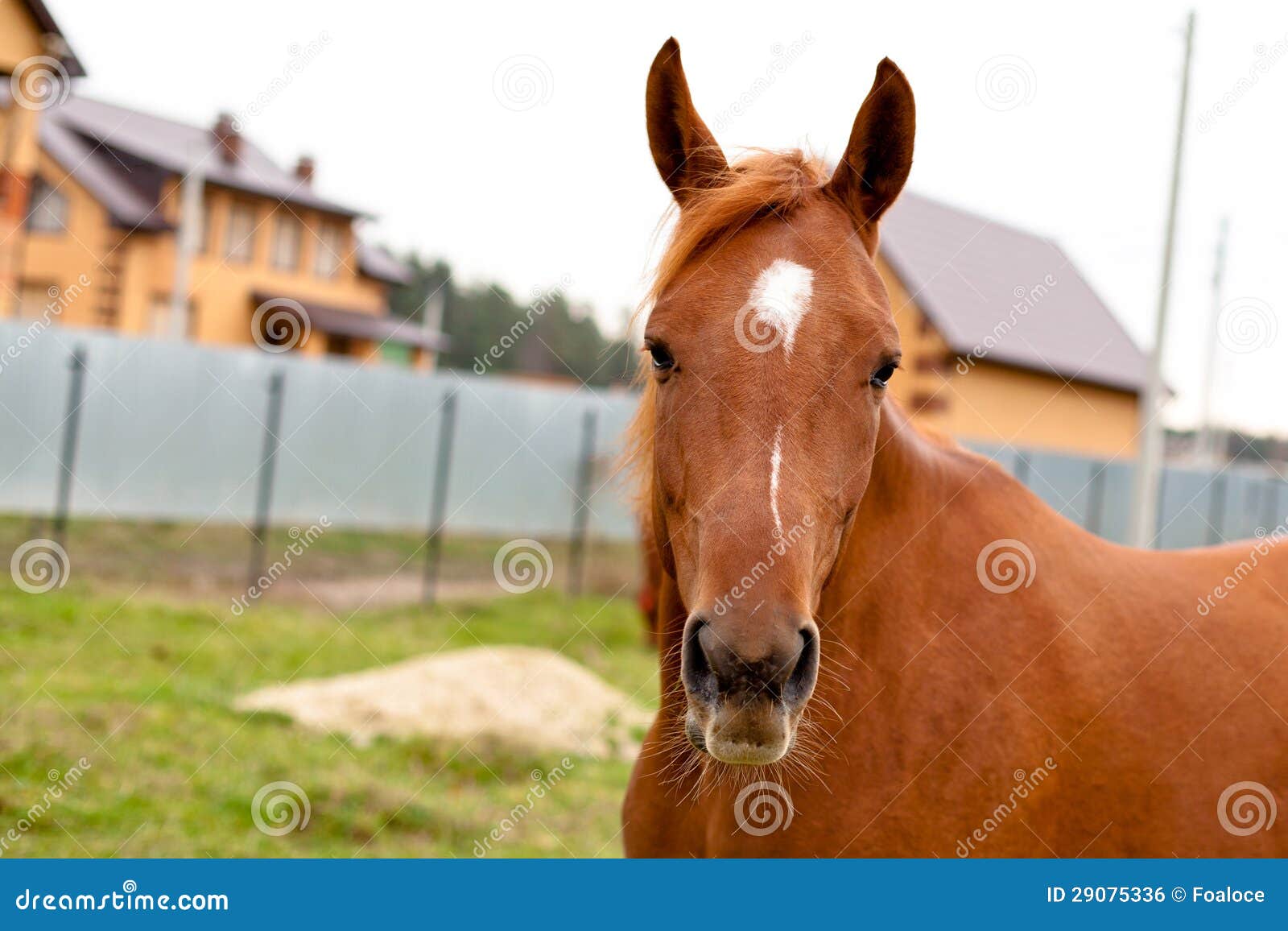 Red horse stock photo. Image of animal, black, outdoor - 29075336