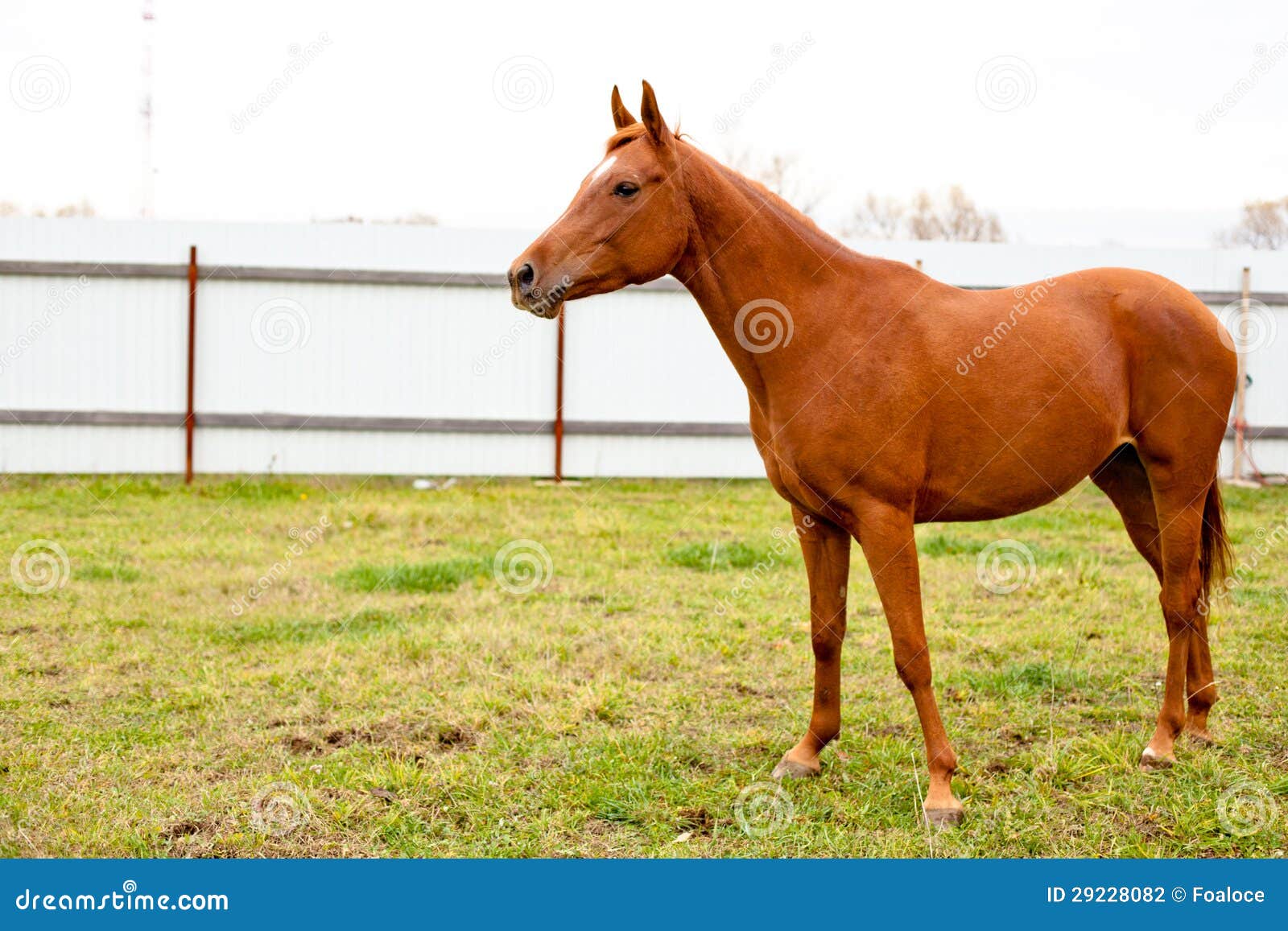 Red horse stock photo. Image of nature, stand, black - 29228082
