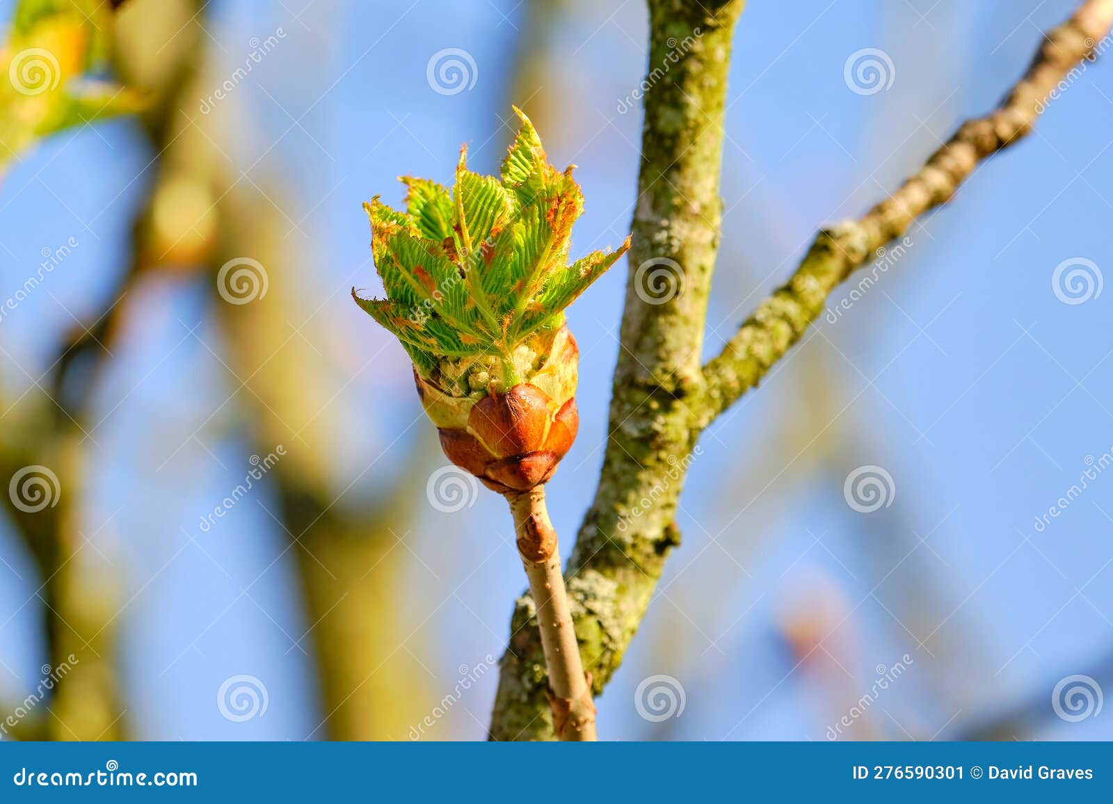 Red Horse-chestnut Bud (Aesculus X Carnea) Stock Image - Image of tree ...