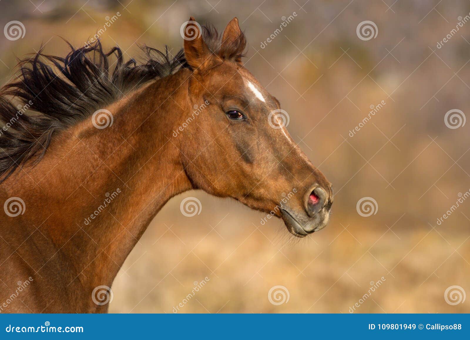 Red horse with long mane stock image. Image of arabian - 109801949