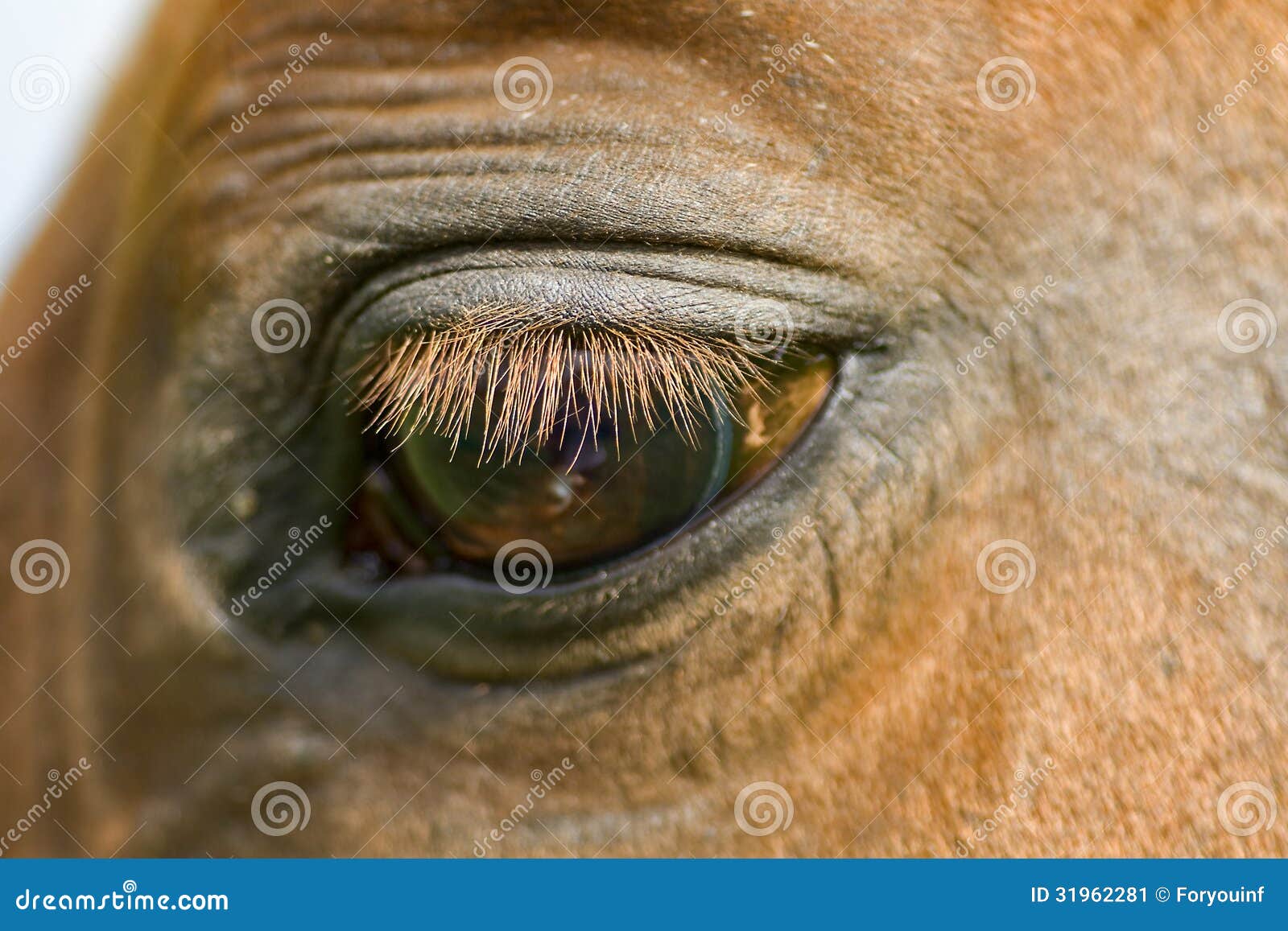 Red horse e eye stock image. Image of purebred, hair - 31962281