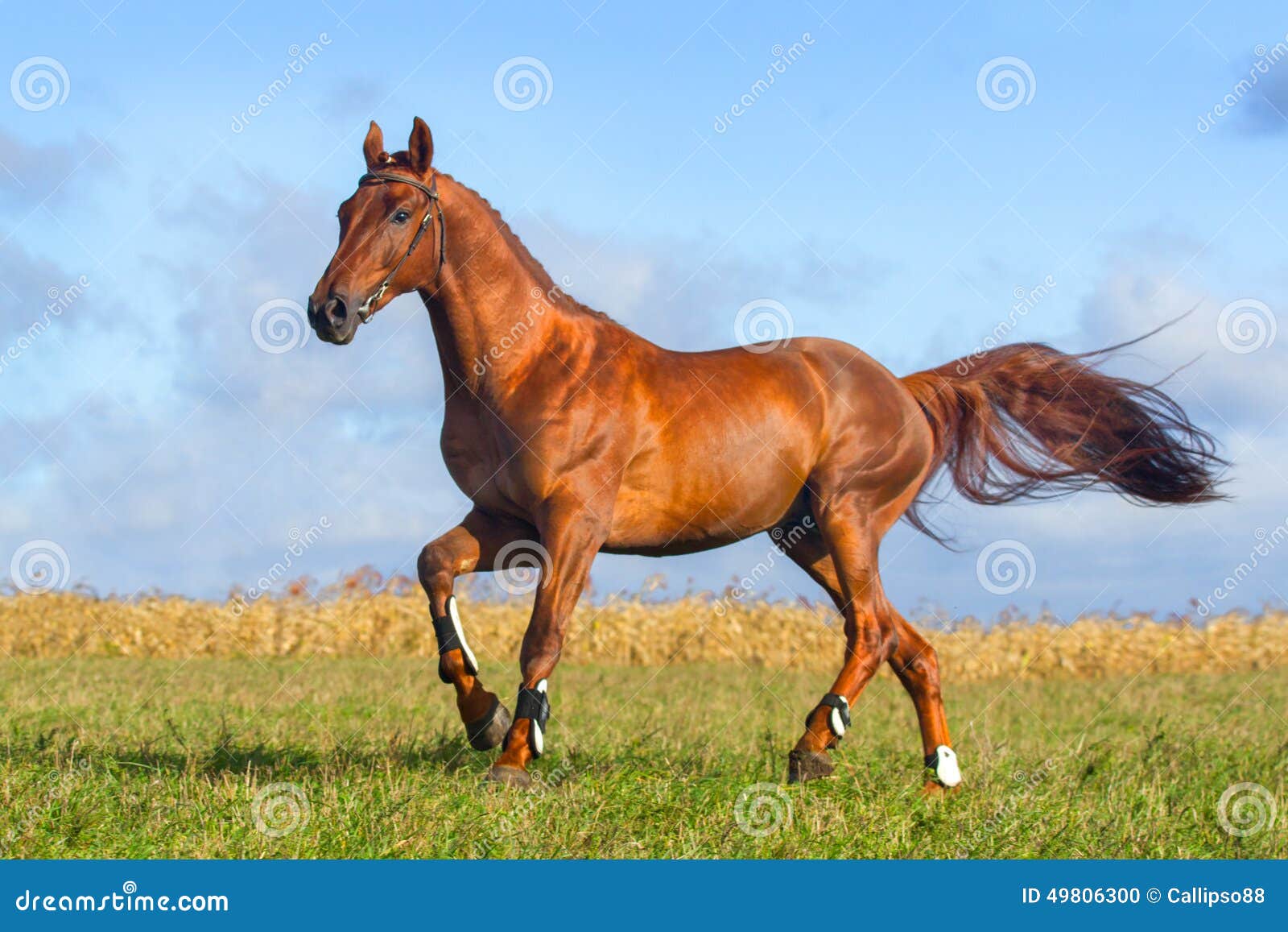 Red horse galloping stock photo. Image of mare, field - 49806300