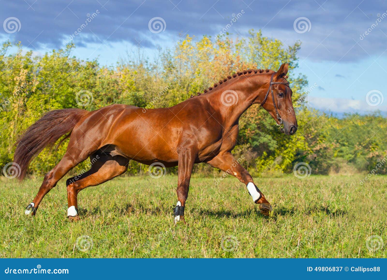 Red horse galloping stock image. Image of emotions, motion - 49806837
