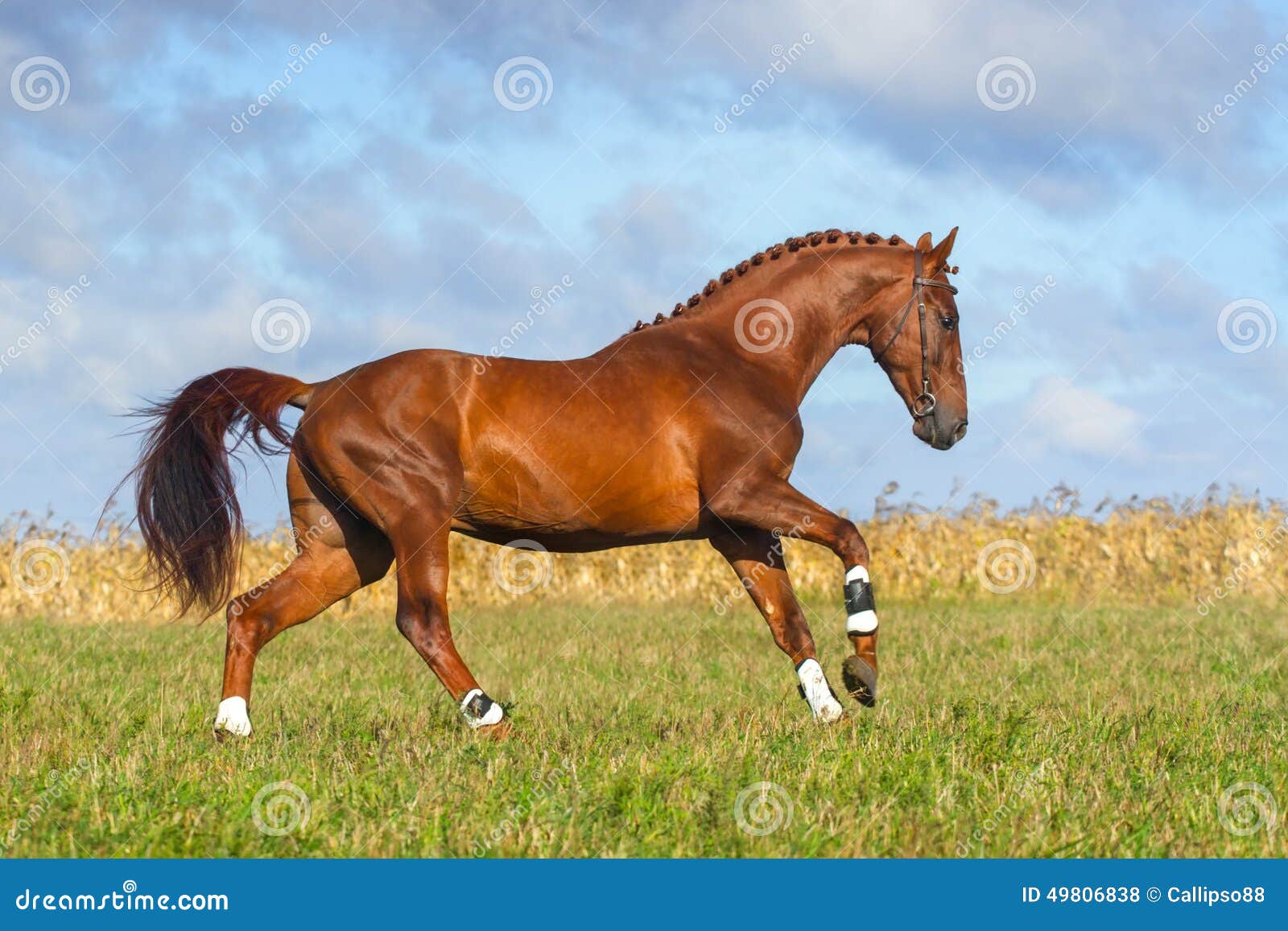 Red horse galloping stock photo. Image of motion, meadow - 49806838