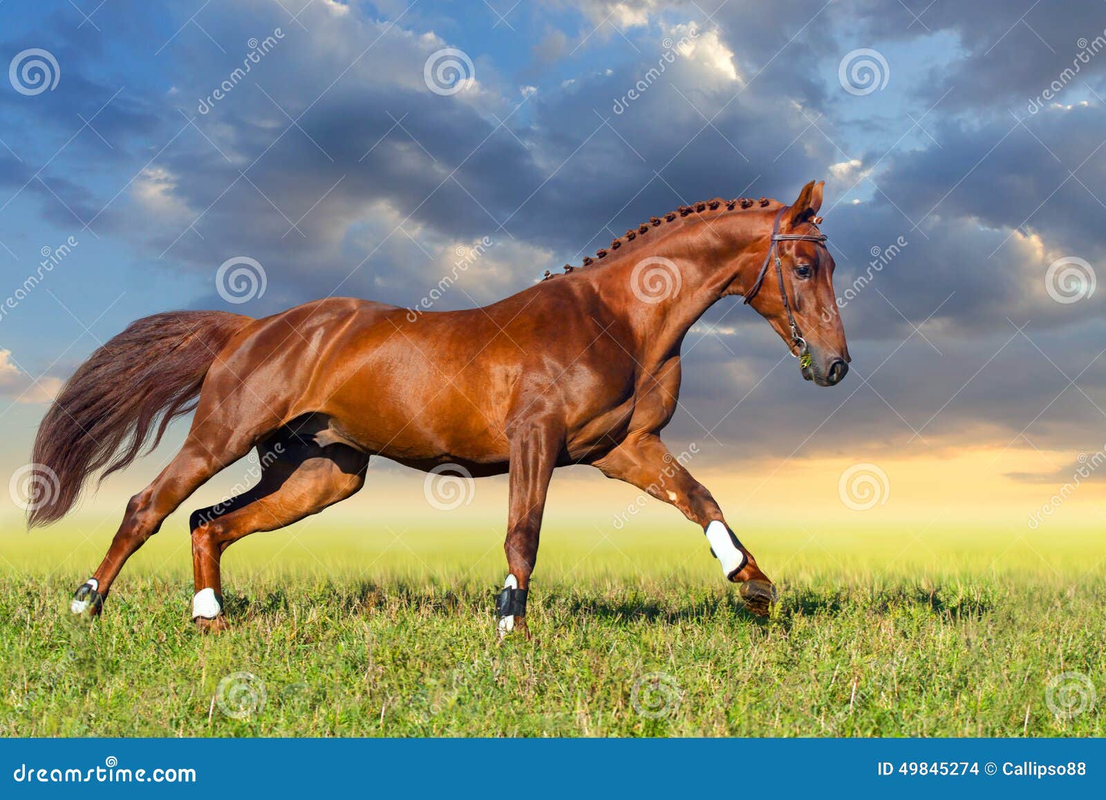 Red horse galloping stock photo. Image of equestrian - 49845274