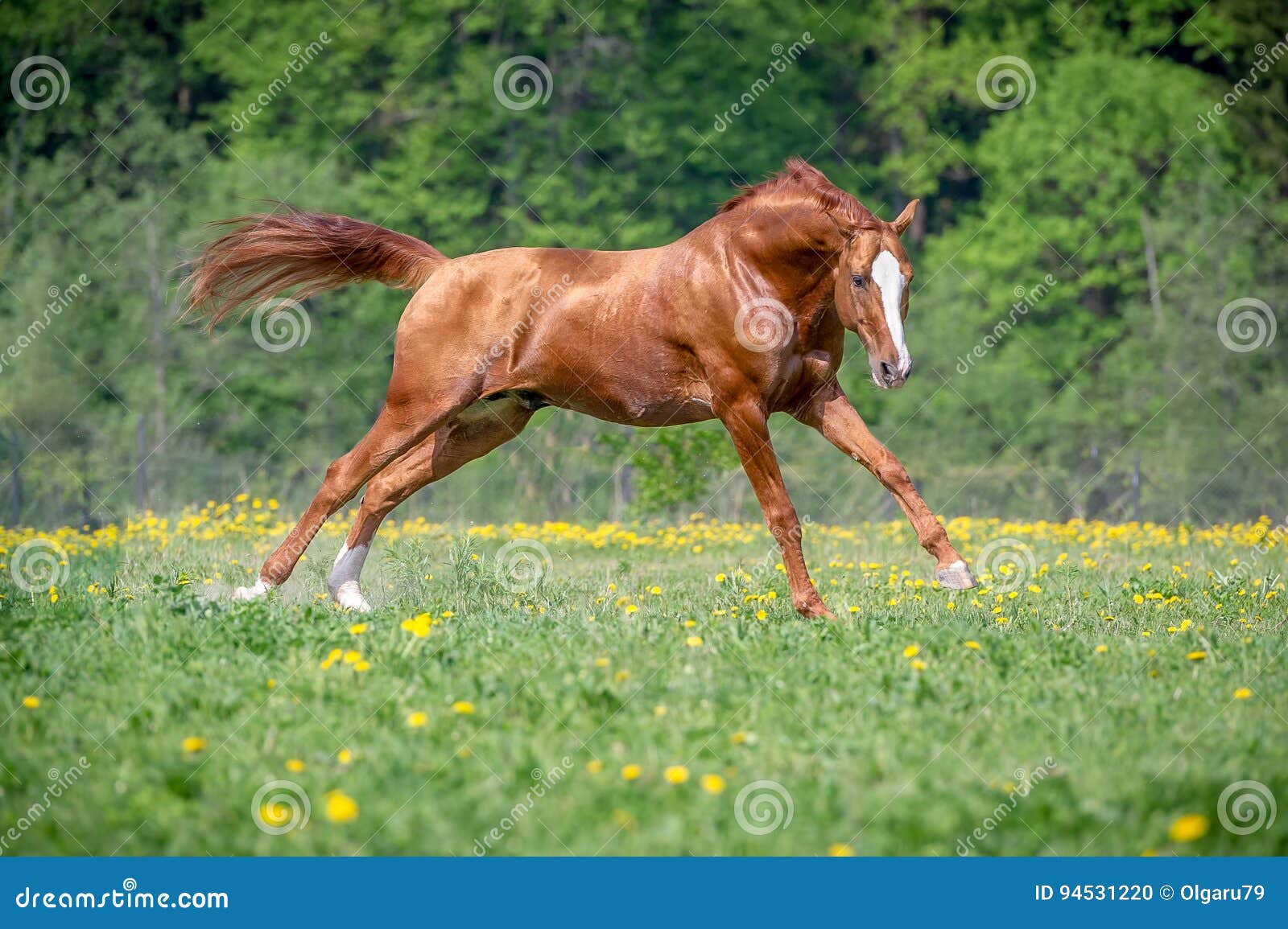 Red Horse Galloping in the Green Field Stock Photo - Image of gallop ...
