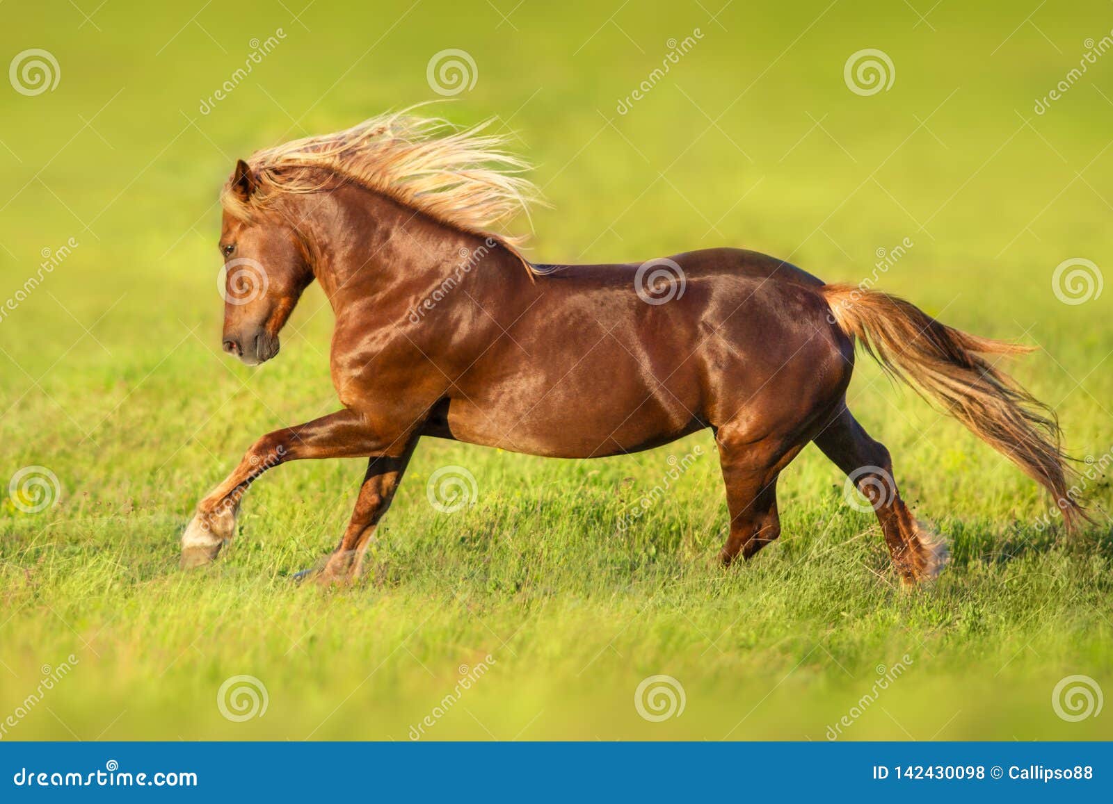 Red horse galloping stock photo. Image of fast, outside - 142430098