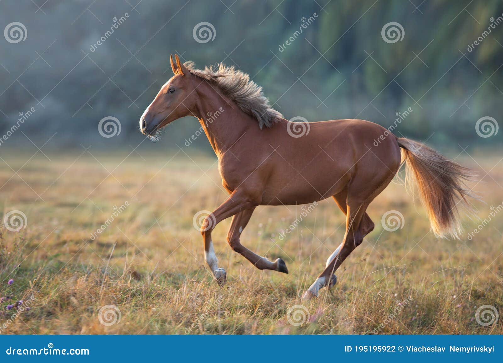 Red horse galloping stock photo. Image of pasture, grass - 195195922
