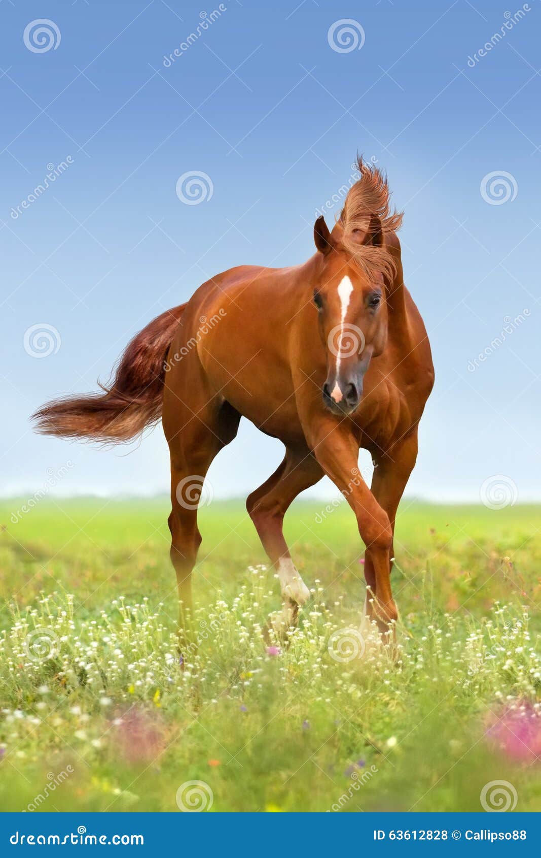 Red horse with long mane stock photo. Image of field - 63612828