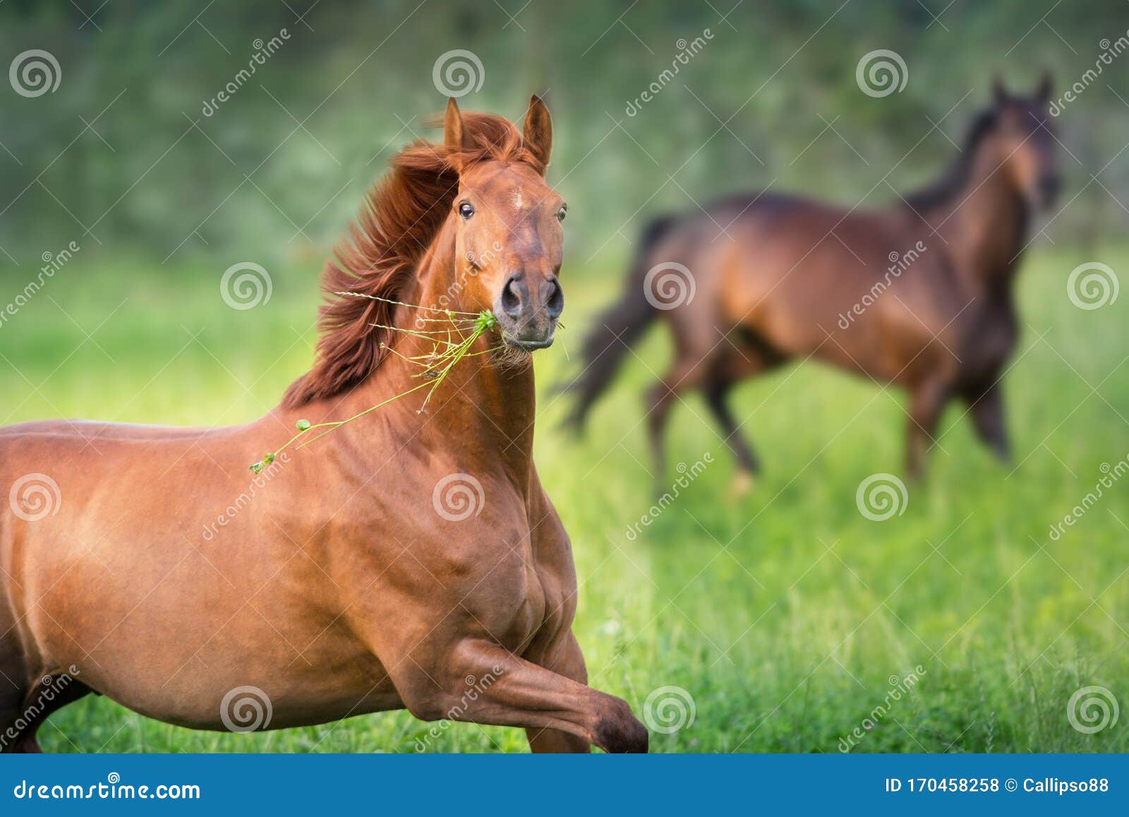 Red horse in motion stock photo. Image of animals, action - 170458258