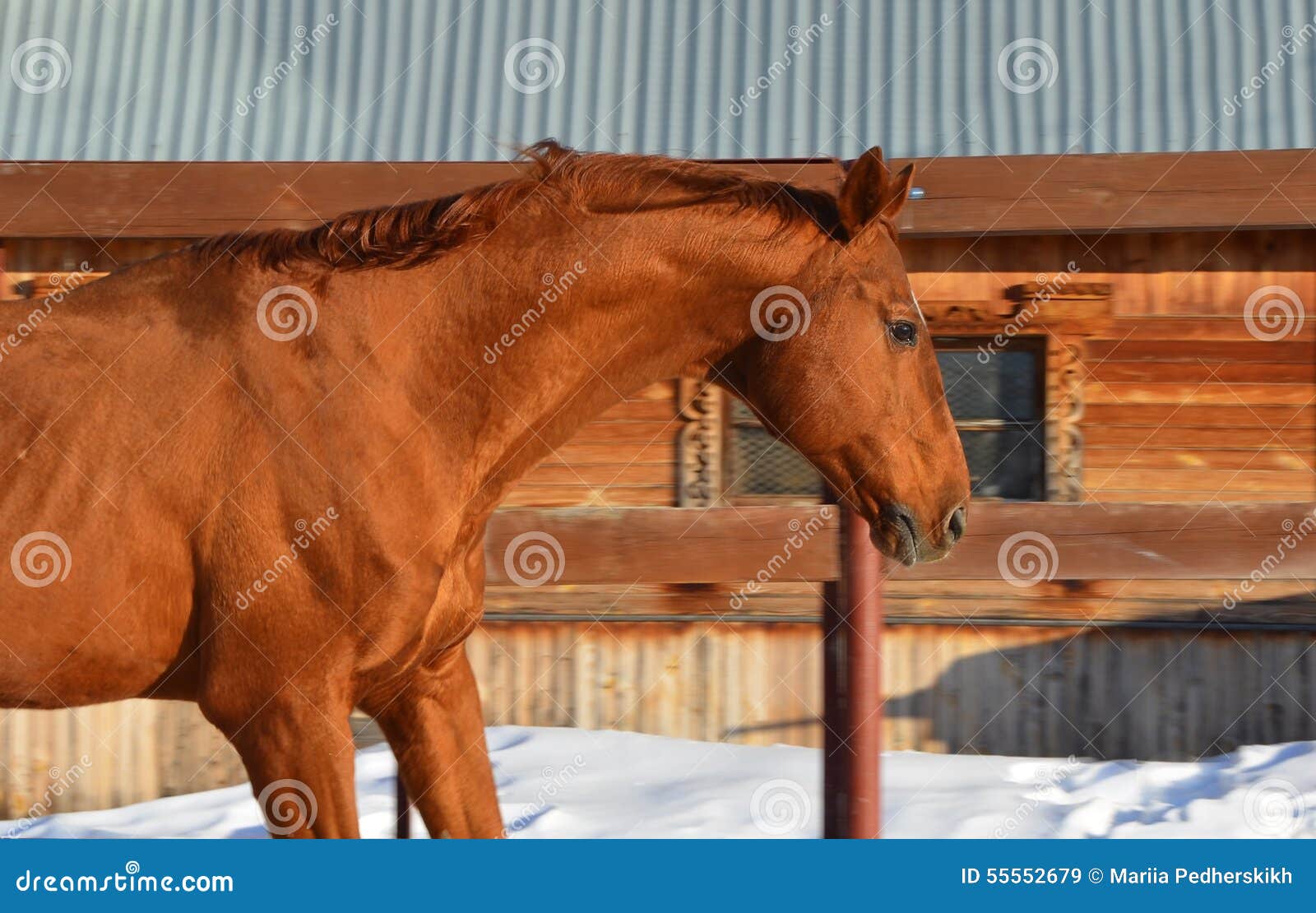 The Red Horse Near the Stables Stock Image - Image of liberty ...