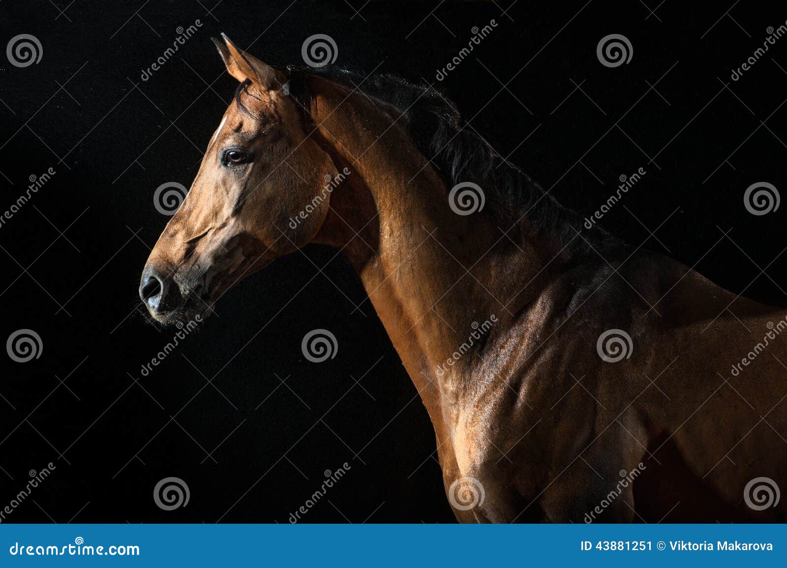 Red Horse in the Night Under the Rain Stock Image - Image of mane ...