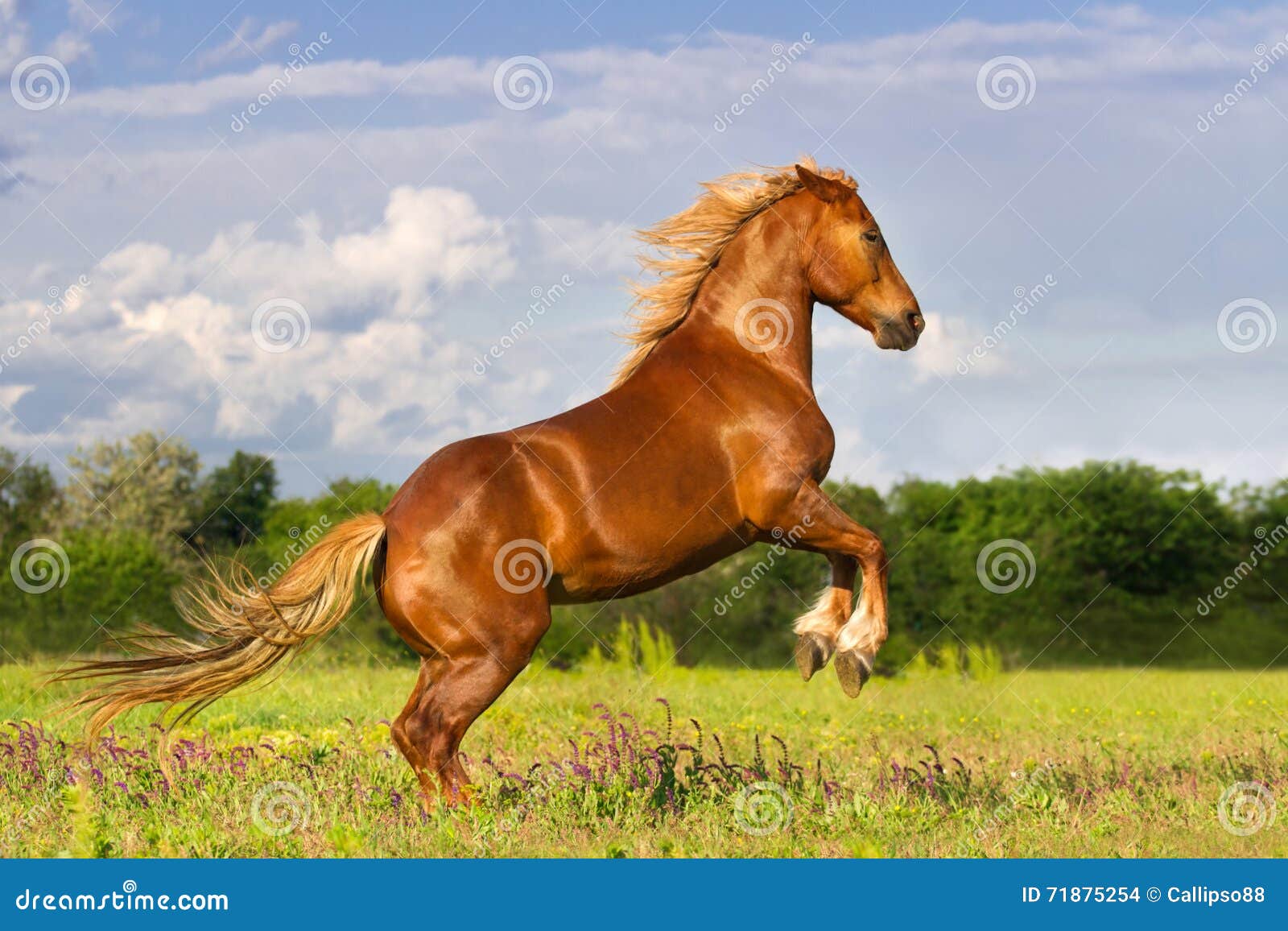 Red horse rearing up stock photo. Image of head, color - 71875254