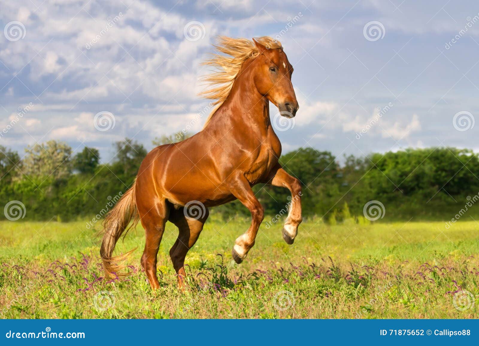 Red horse rearing up stock photo. Image of landscape - 71875652