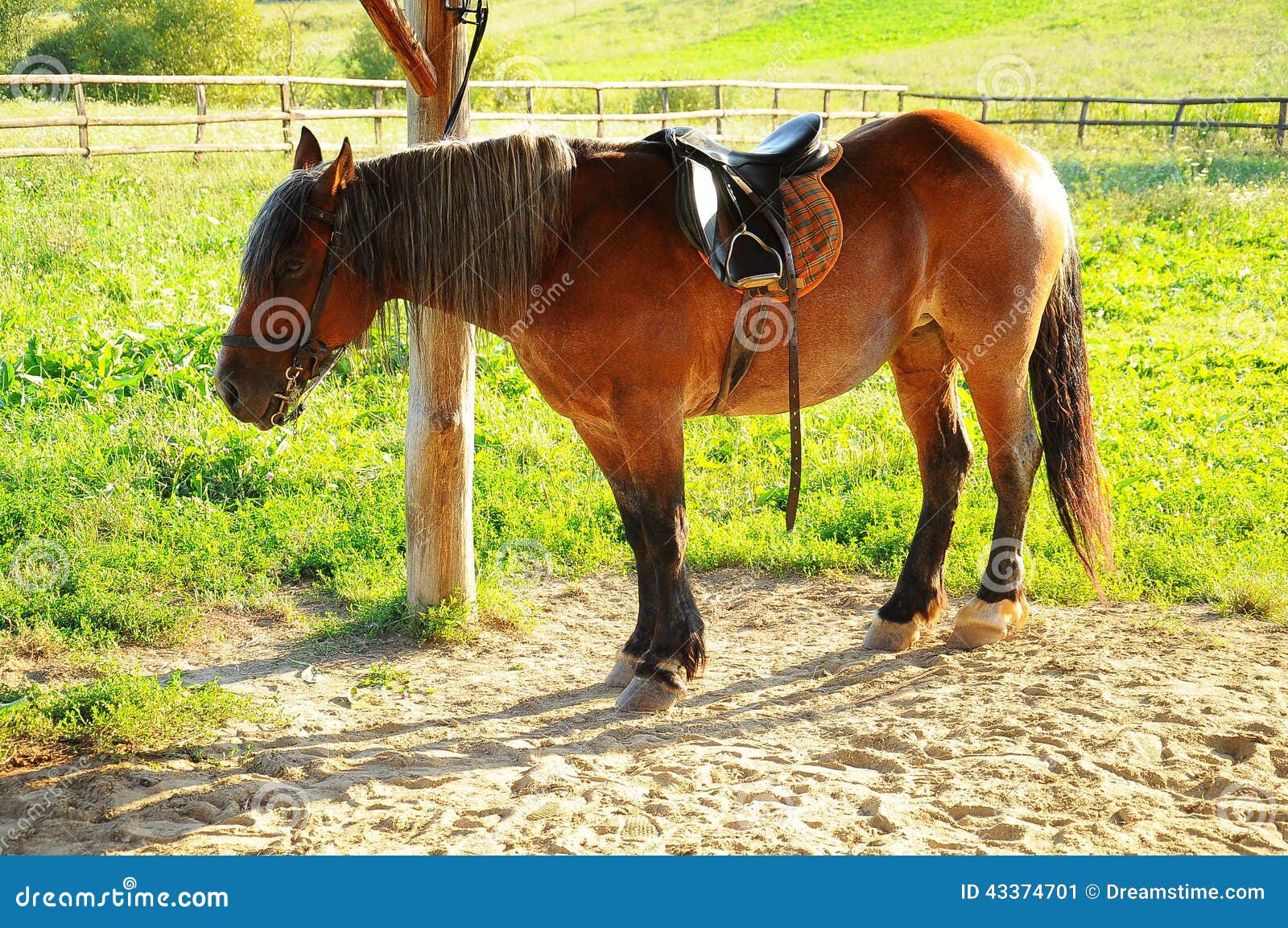 Red riding horse stock image. Image of happiness, smiling - 43374701