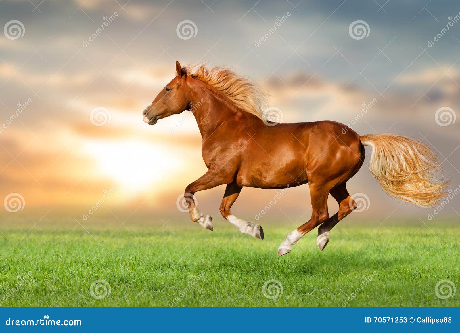 Red horse run stock image. Image of animal, green, active - 70571253