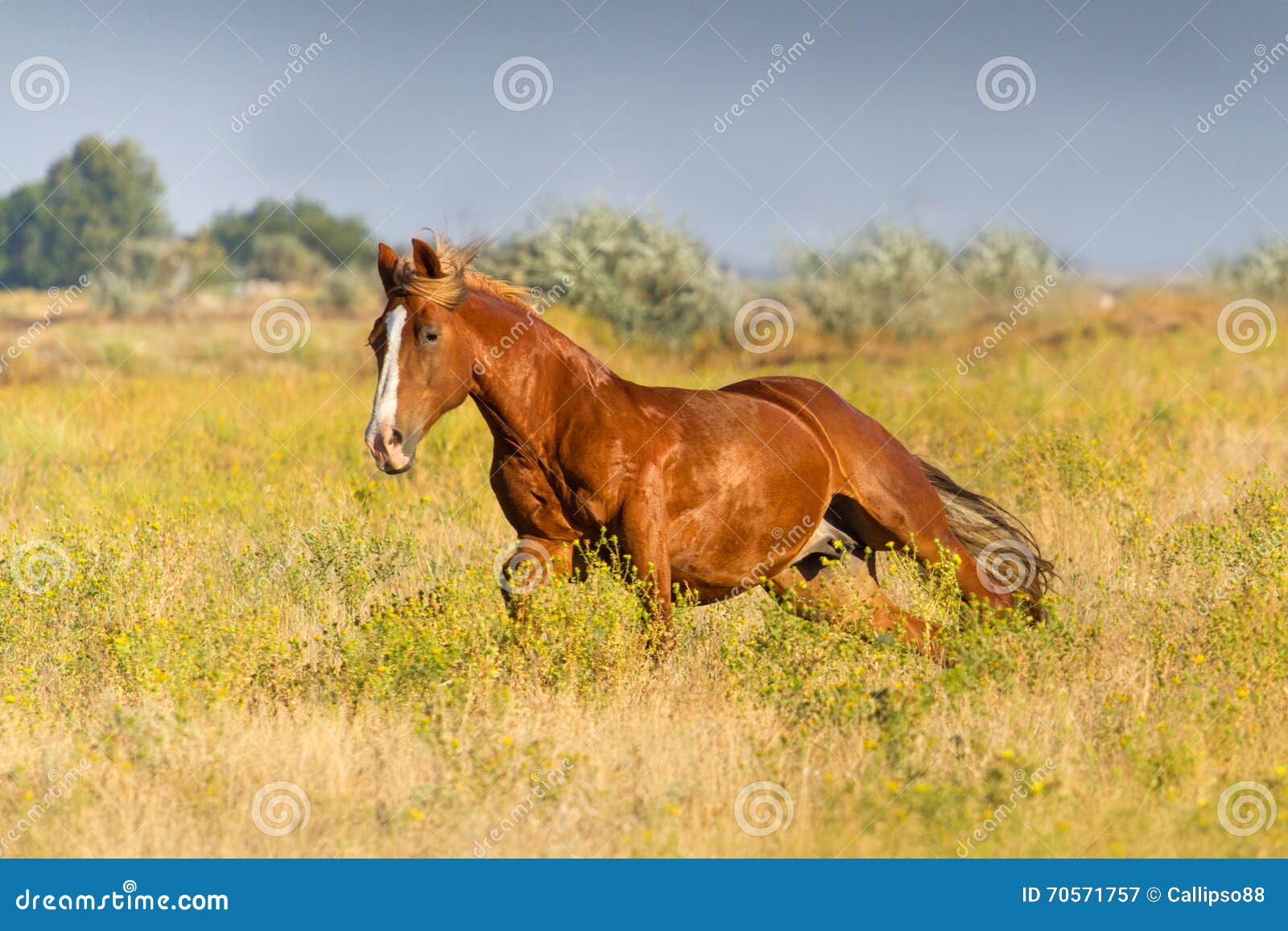 Red horse run stock image. Image of horse, background - 70571757