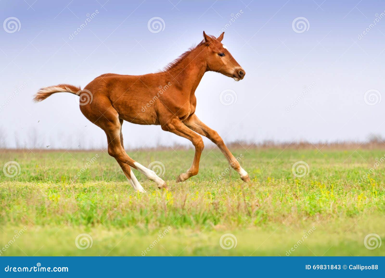 Red horse run stock image. Image of domestic, purebred - 69831843