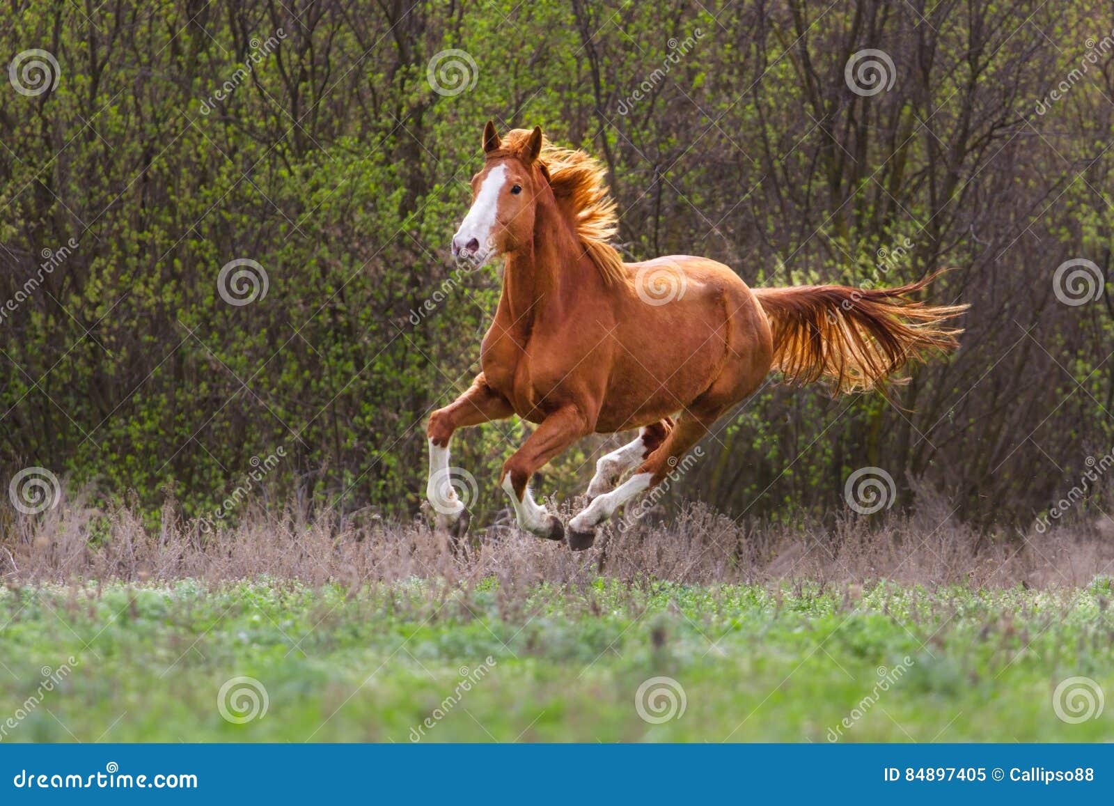 Red horse run stock image. Image of running, farm, summer - 84897405