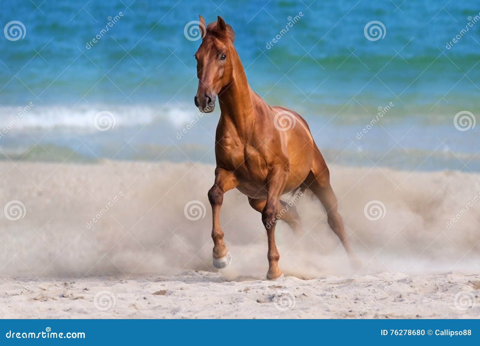Red horse run stock photo. Image of horse, equine, animal - 76278680