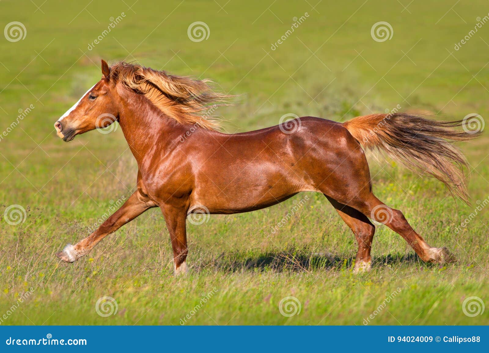 Red horse run stock image. Image of chestnut, summer - 94024009