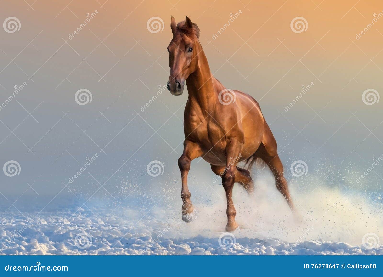 Red horse run in snow stock image. Image of wild, farm - 76278647