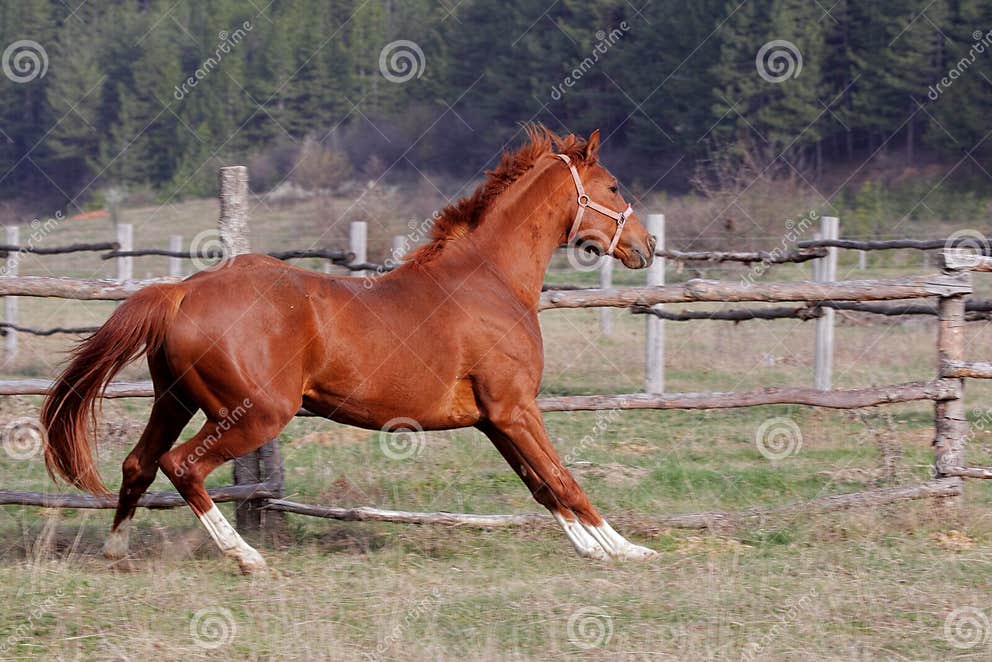 Red horse. stock image. Image of equine, fast, trot, horse - 39493771
