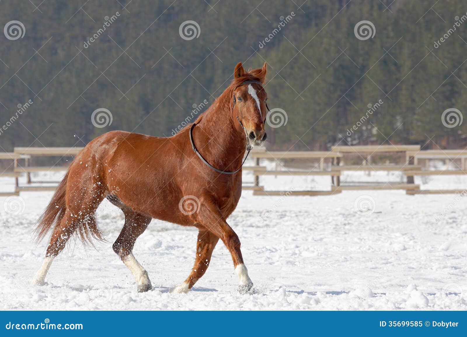 Red Horse Running on the Snow. Stock Image - Image of beauty, trot ...