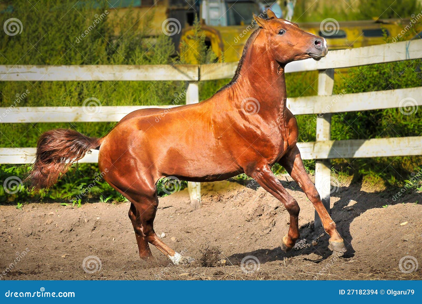 Red Horse Runs Gallop on Paddok Stock Photo - Image of breeders, action ...