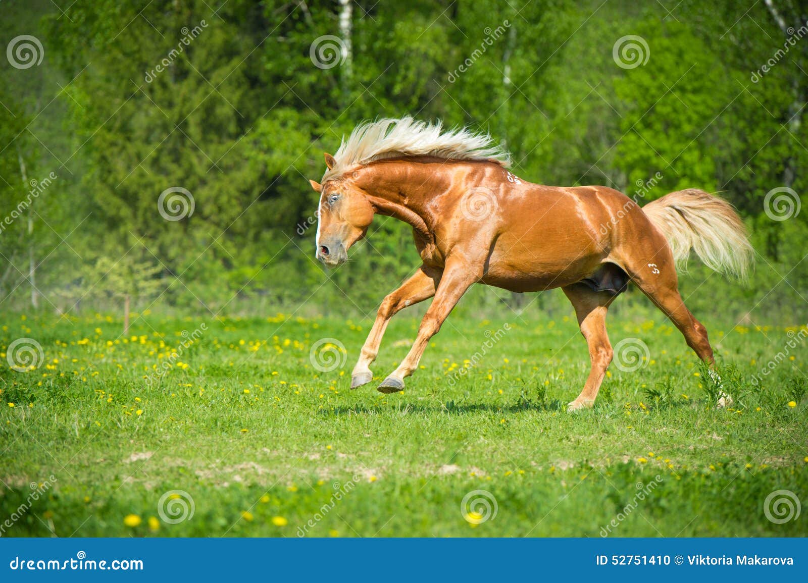 Red Horse Runs Gallop in Summer Time Stock Photo - Image of green ...