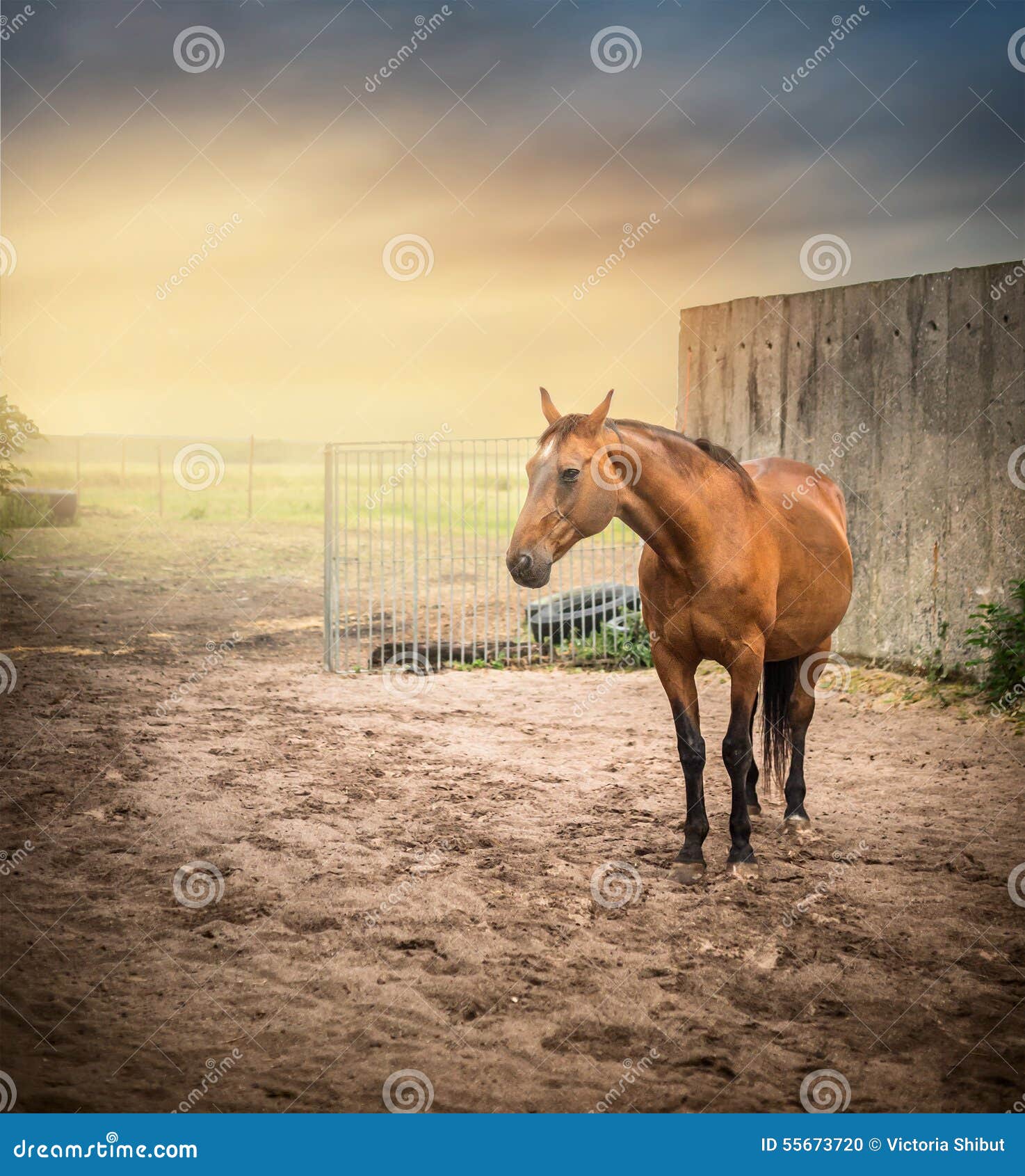 Red Horse on Sand Paddock on Sunset Stock Photo - Image of ranch, light ...