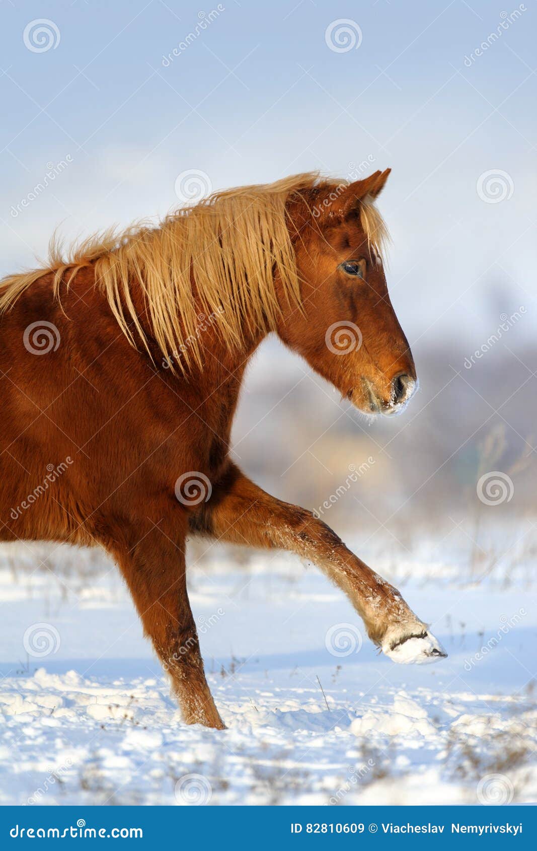 Red horse in snow stock image. Image of beautiful, landscape - 82810609