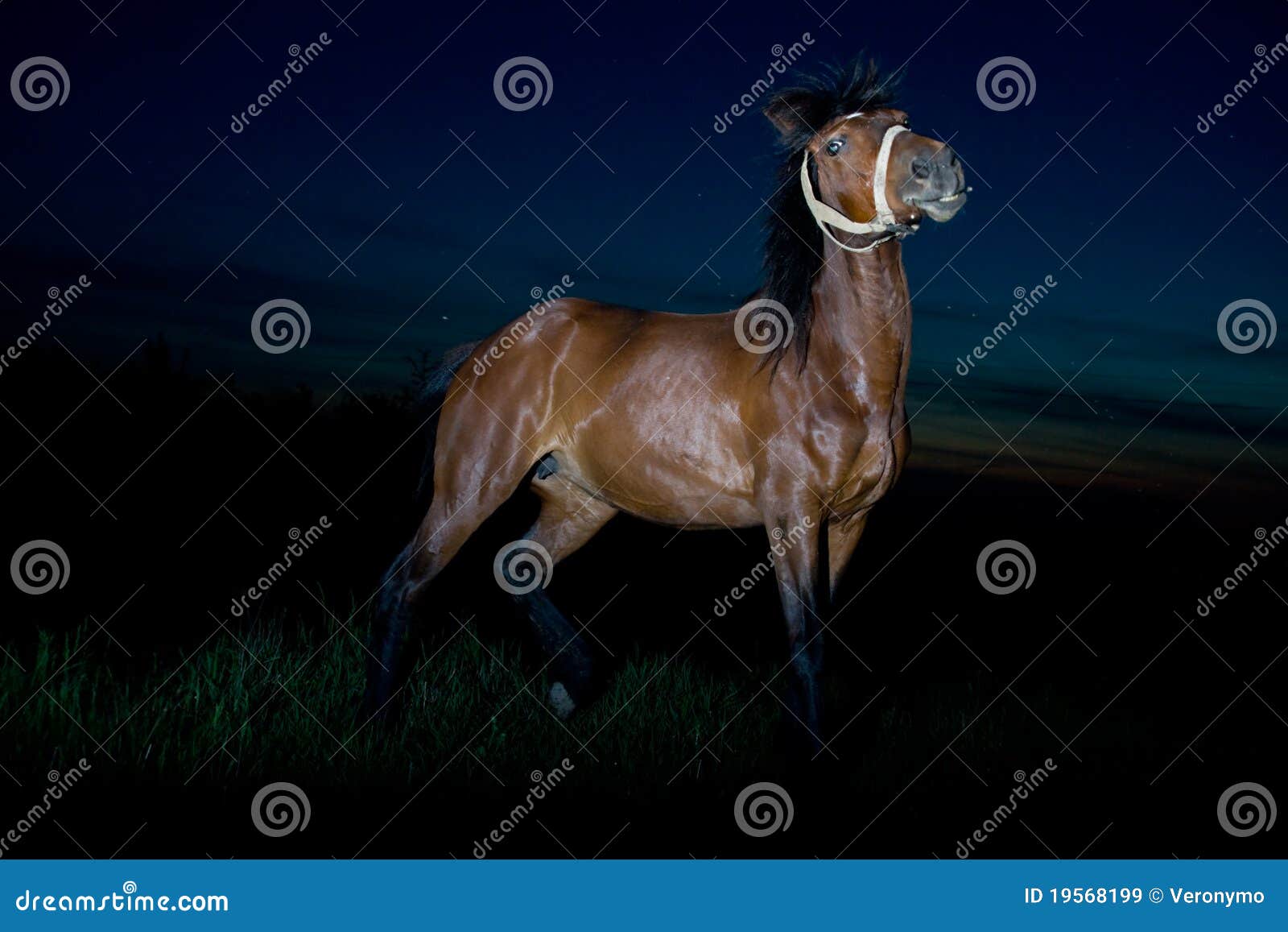 Red horse on the sunset stock image. Image of equine - 19568199