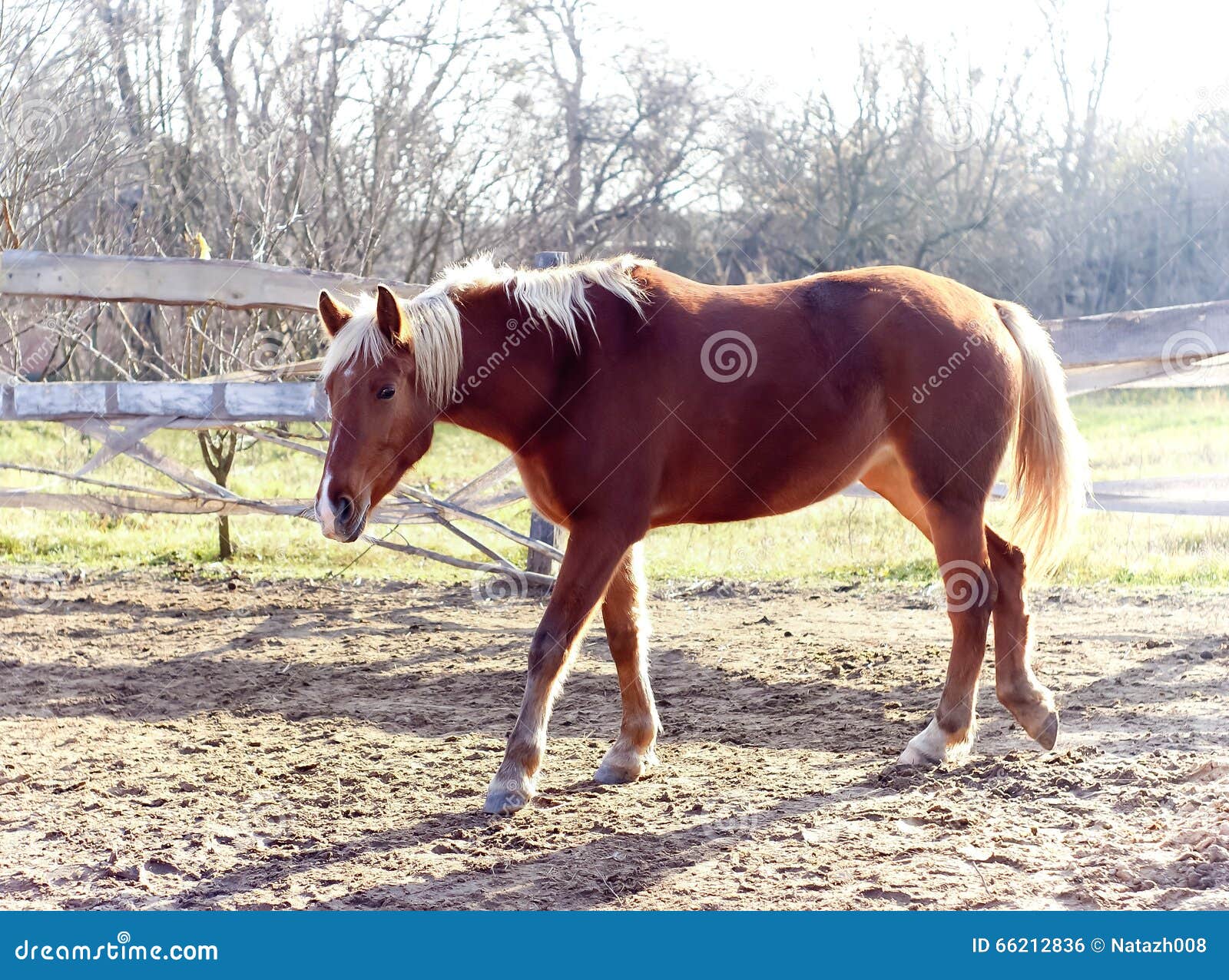 Red Horse with White Mane Walks Stock Photo - Image of white, beautiful ...