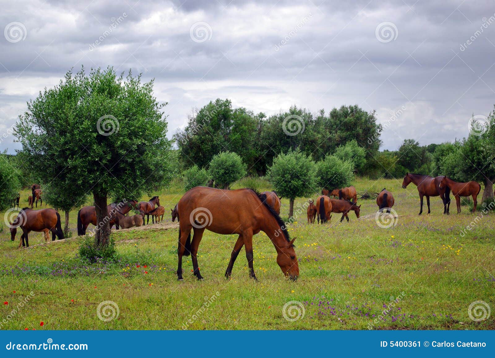 Red Horses stock image. Image of beams, daylight, eating - 5400361