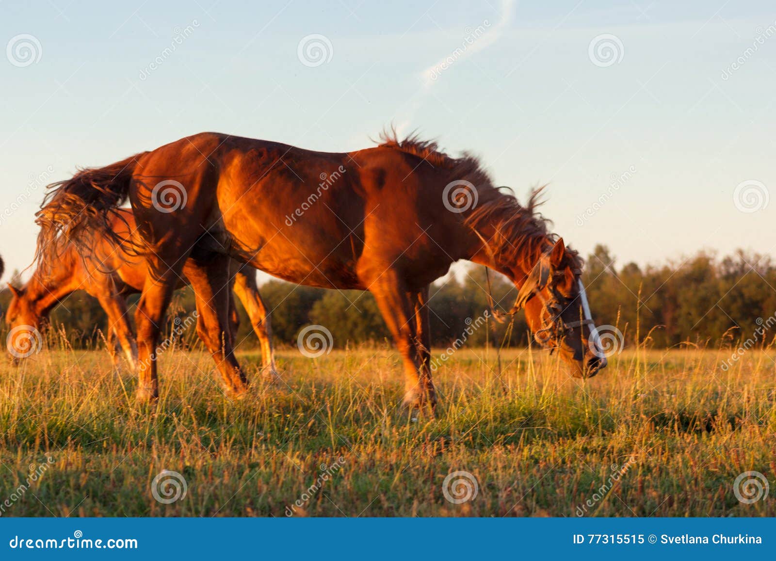 Red Horses at Golden Hour on a Pasture Stock Image - Image of rural ...