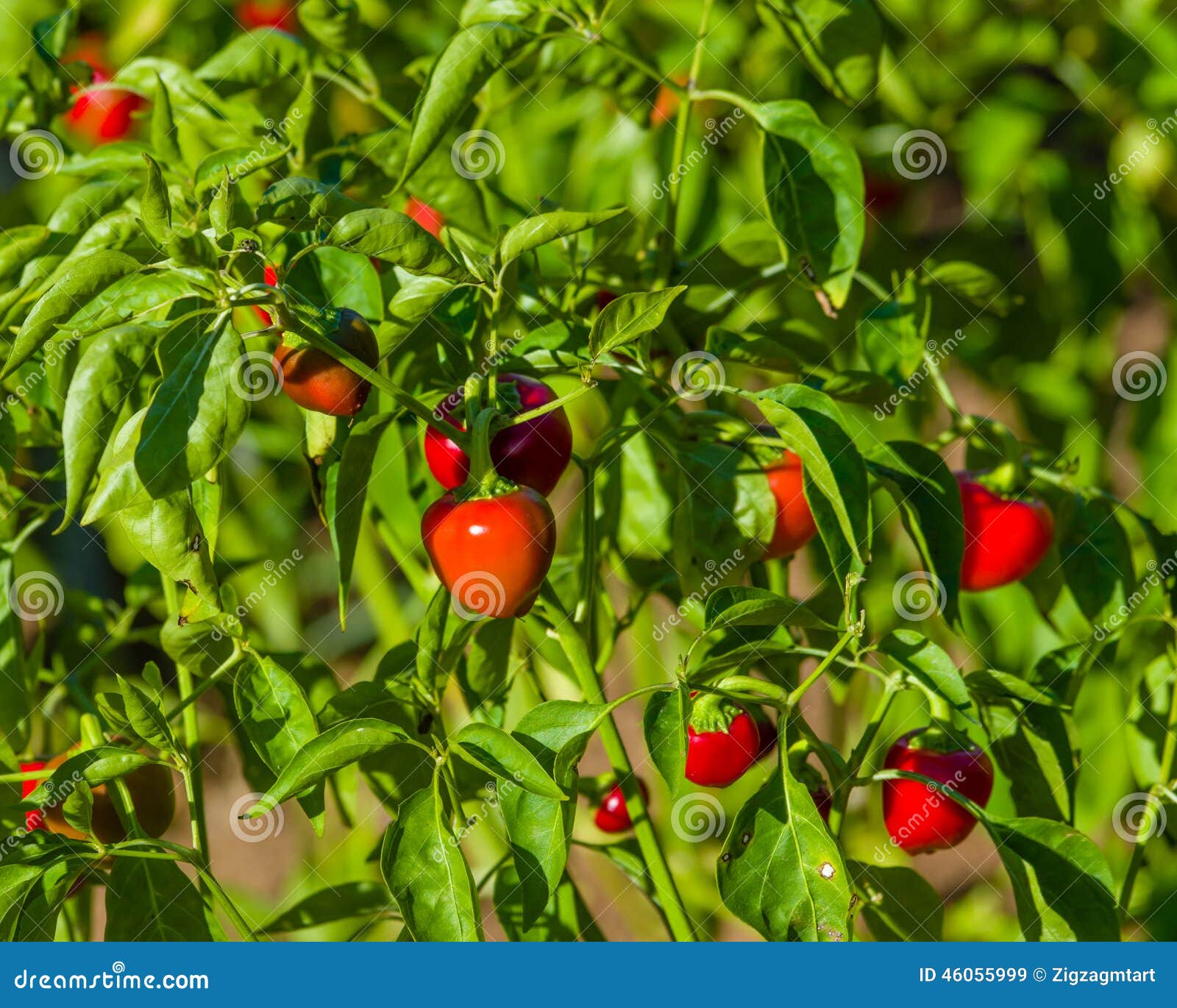 Red Hot Cherry Peppers on Plant Stock Image - Image of produce, crop ...