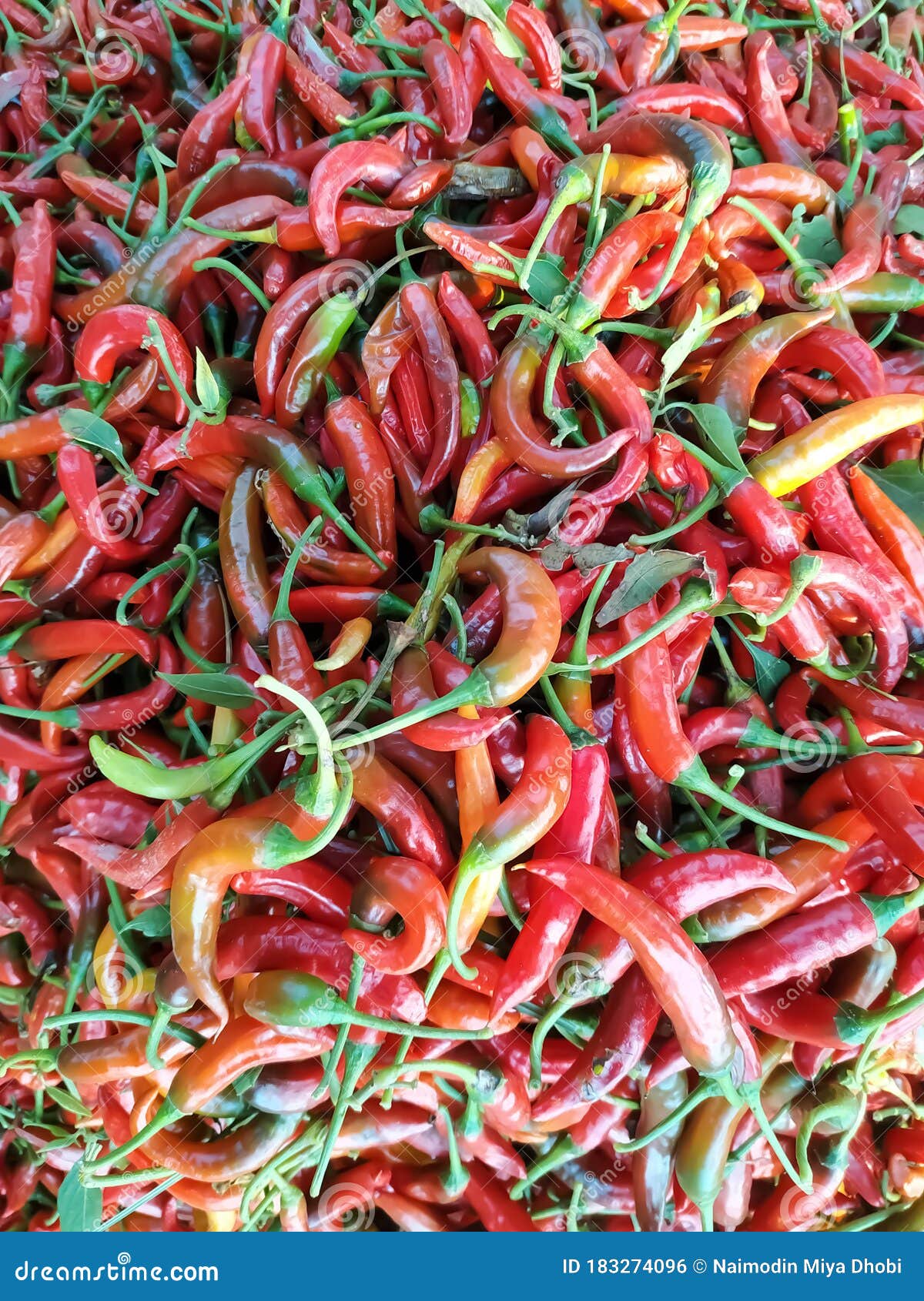 Red Hot Chili Pappers Natural Organic Stock Photo - Image of organic ...