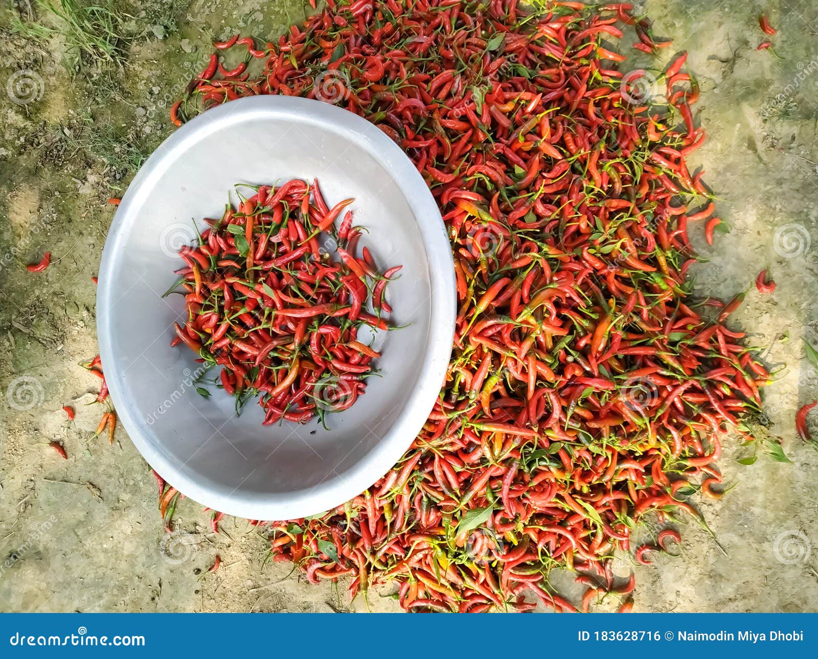 Red Hot Chili Pappers Natural Organic Stock Photo - Image of natural ...
