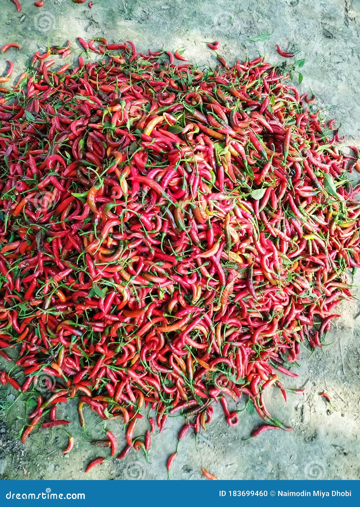 Red Hot Chili Pappers Natural Organic Stock Photo - Image of organic ...