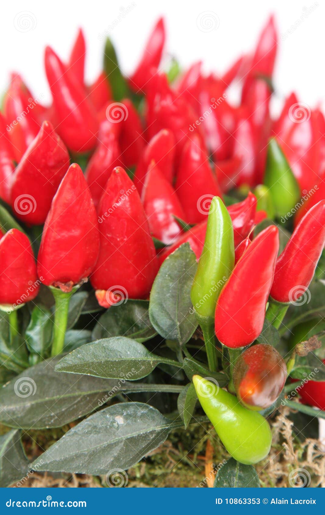 Red hot chili peppers stock image. Image of cooking, flavouring - 10863353