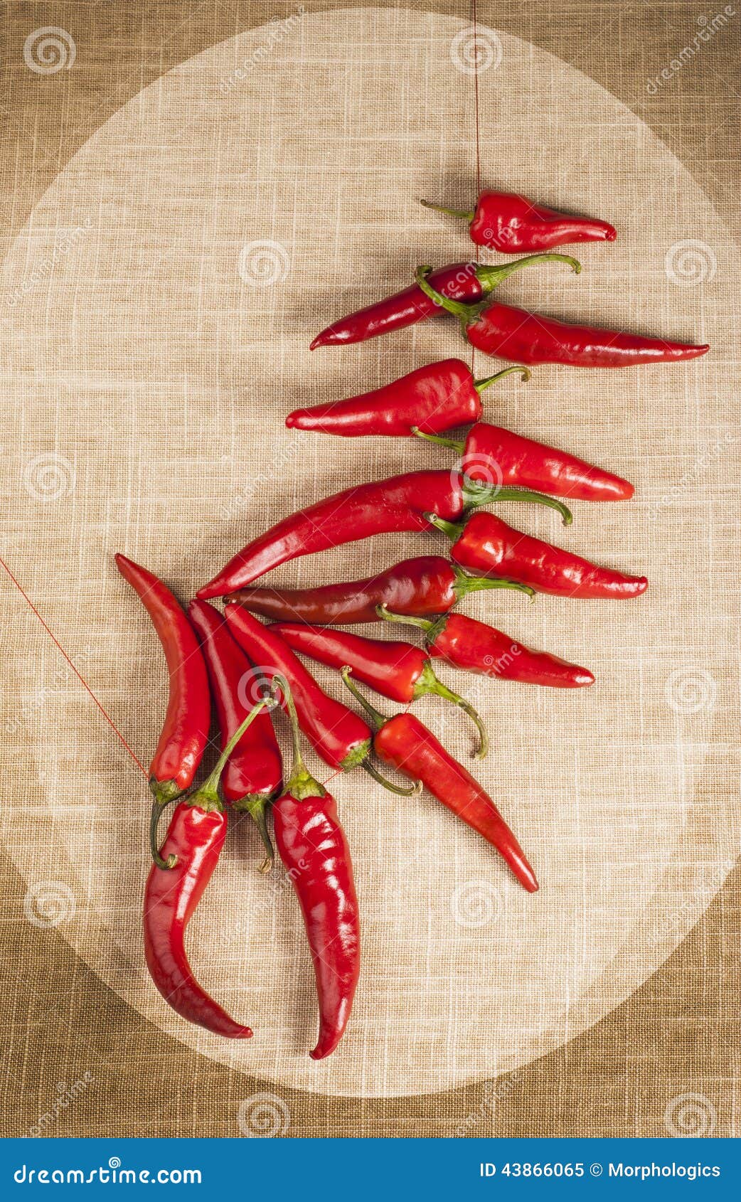 Red Hot Chili Peppers Framed in Oval Shape Stock Image - Image of ...